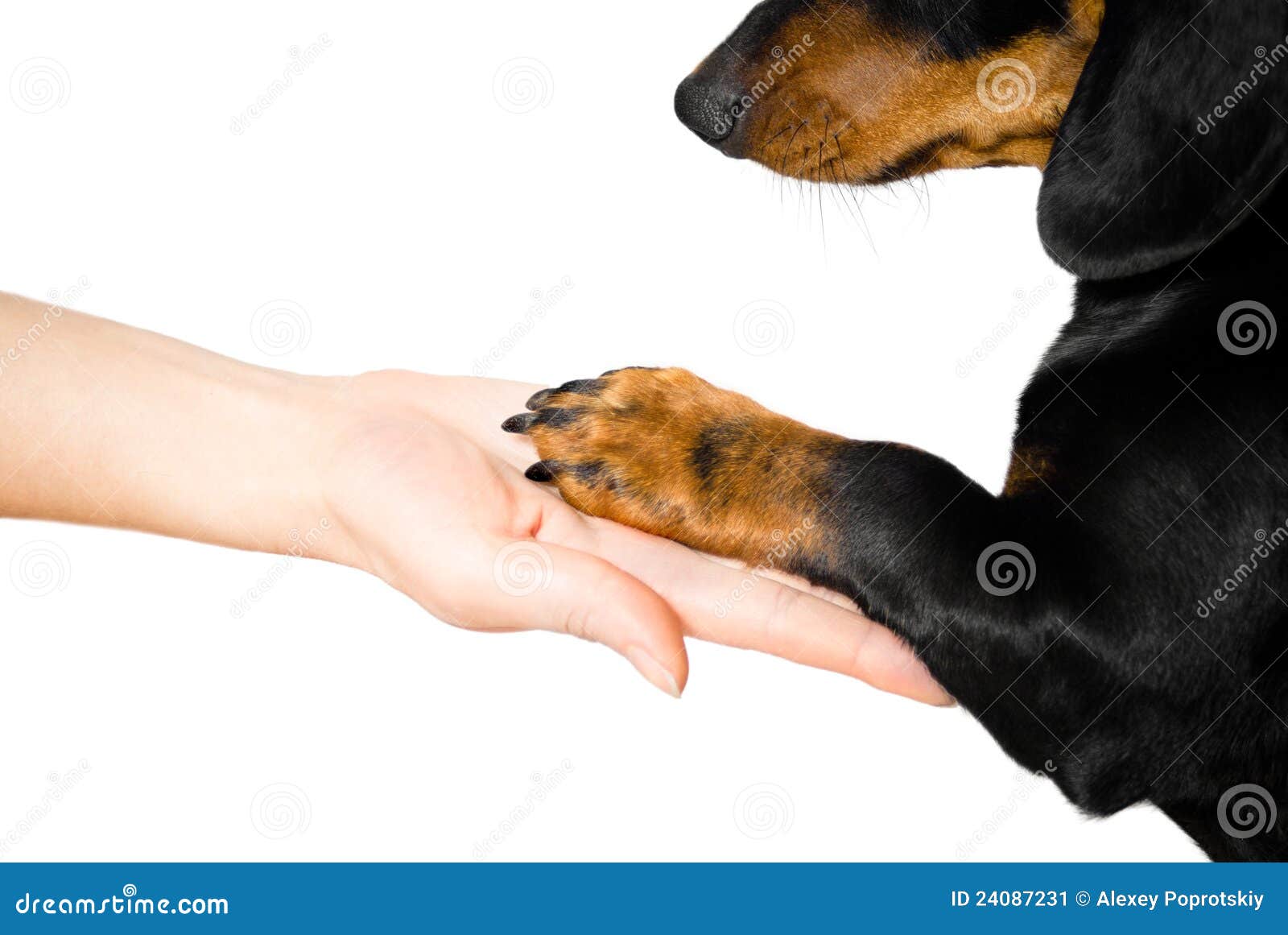 Vriendschap Tussen Mens En Hond Stock Afbeelding - Image of vertrouwen ...