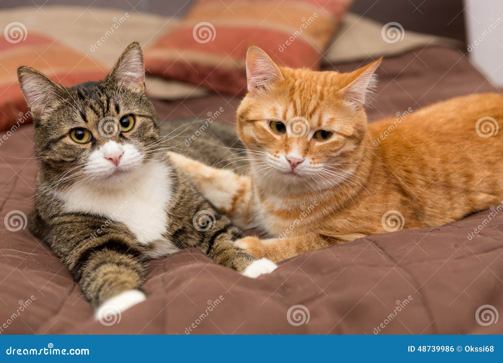 Vriendschap Van De Twee Gestreepte Katten Stock Foto - Image of dieren ...