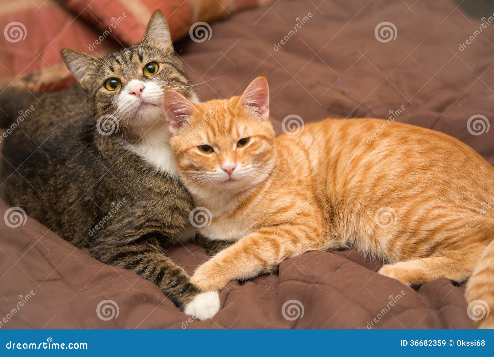 Vriendschap Van De Twee Katten Stock Afbeelding - Image of liefde, twee ...