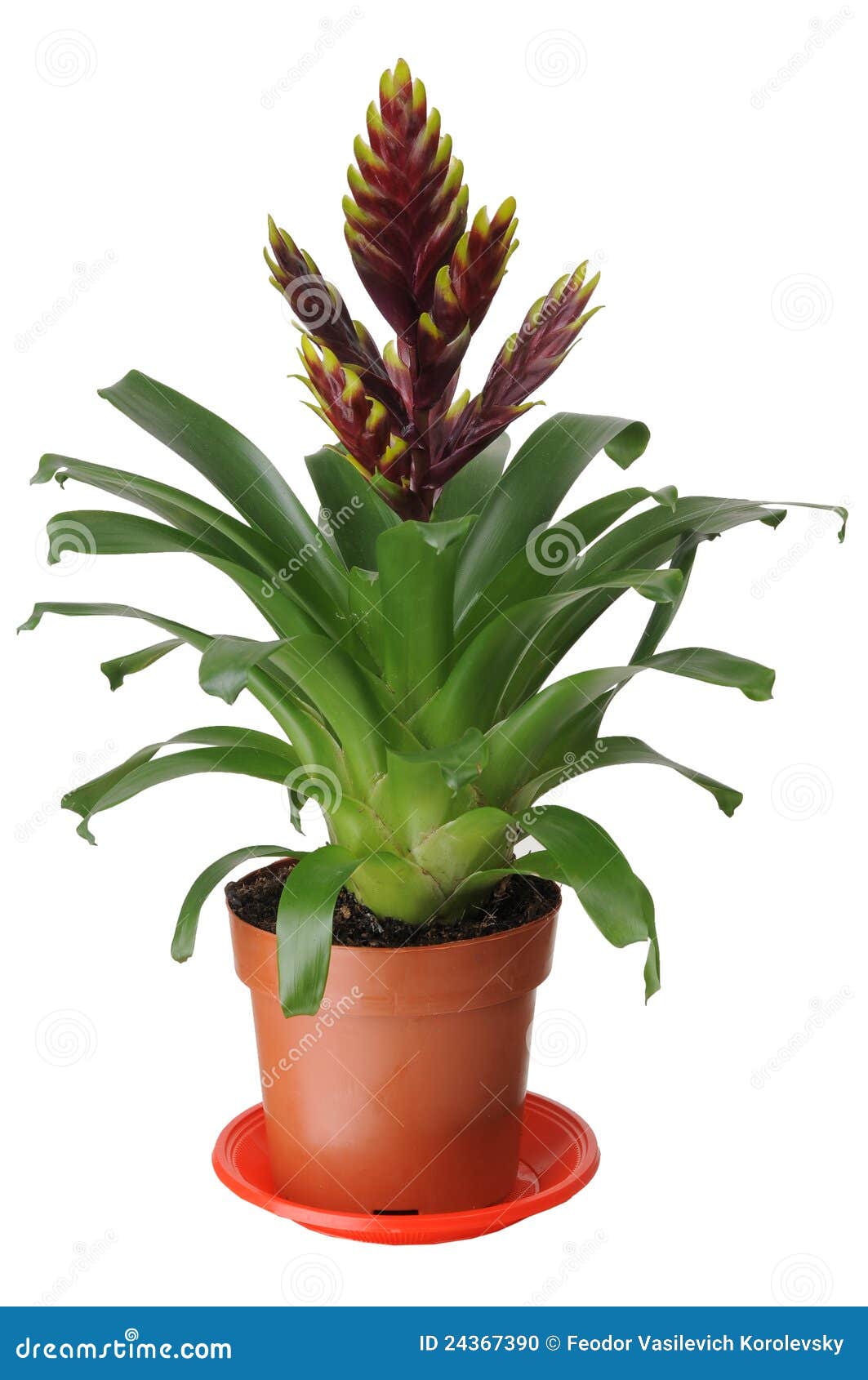 Vriesea. stock photo. Image of grass, flower, hothouse - 24367390