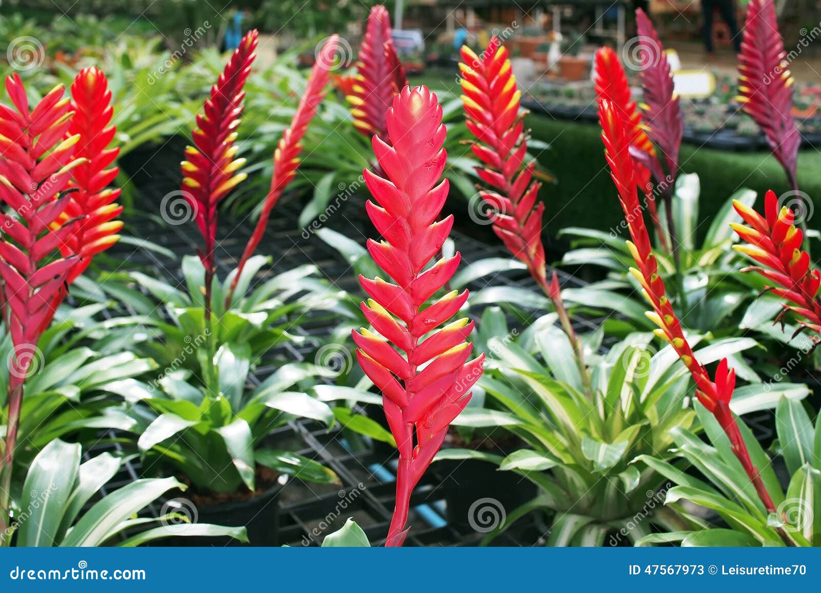 Vriesea Splendens, Or Flaming Sword, Is A Species Of Flowering Plant In ...