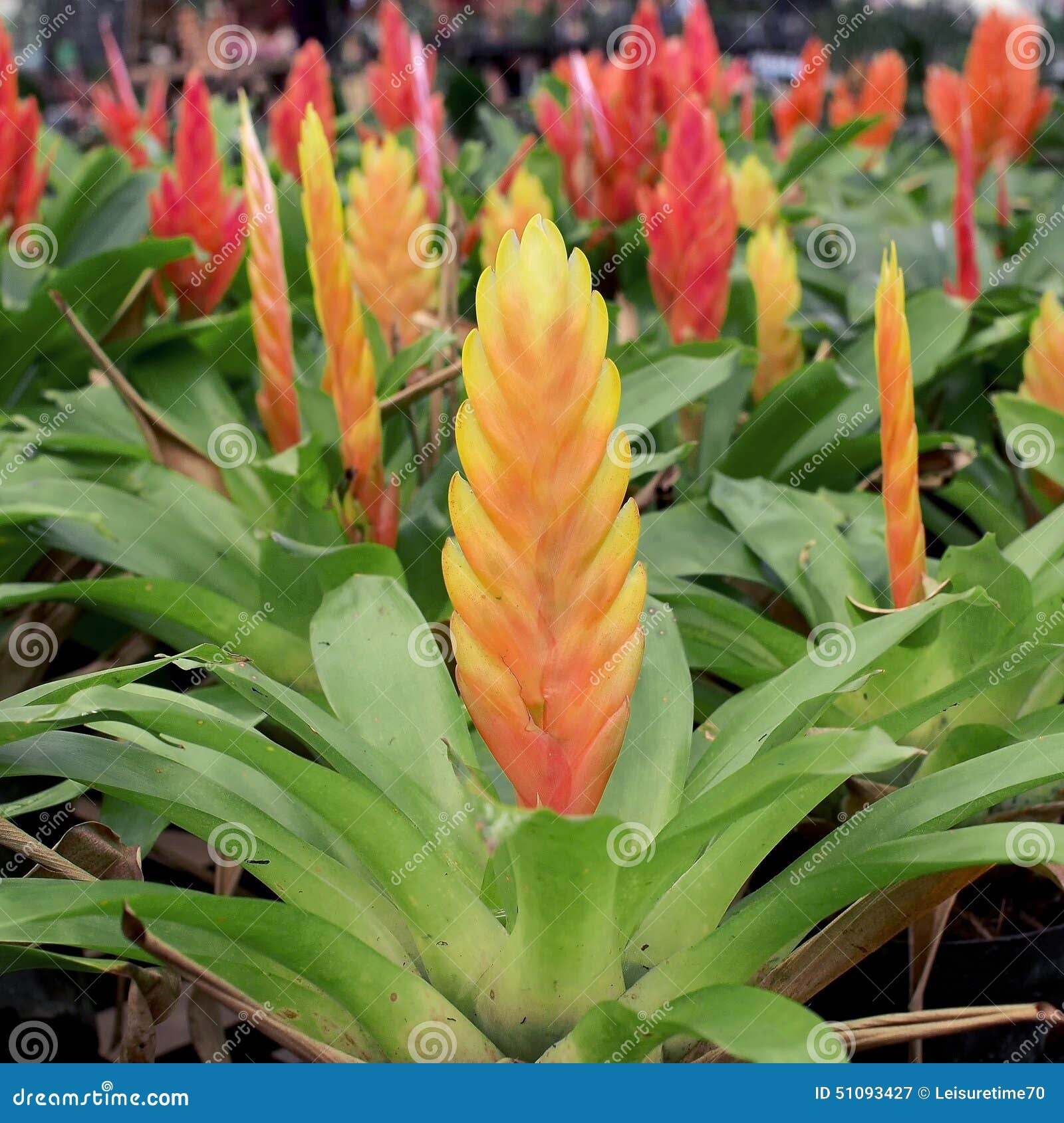 Vriesea Splendens, Or Flaming Sword, Is A Species Of Flowering Plant In ...