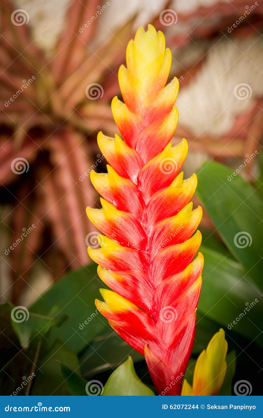 Vriesea splendens flower stock photo. Image of splendens - 62072244