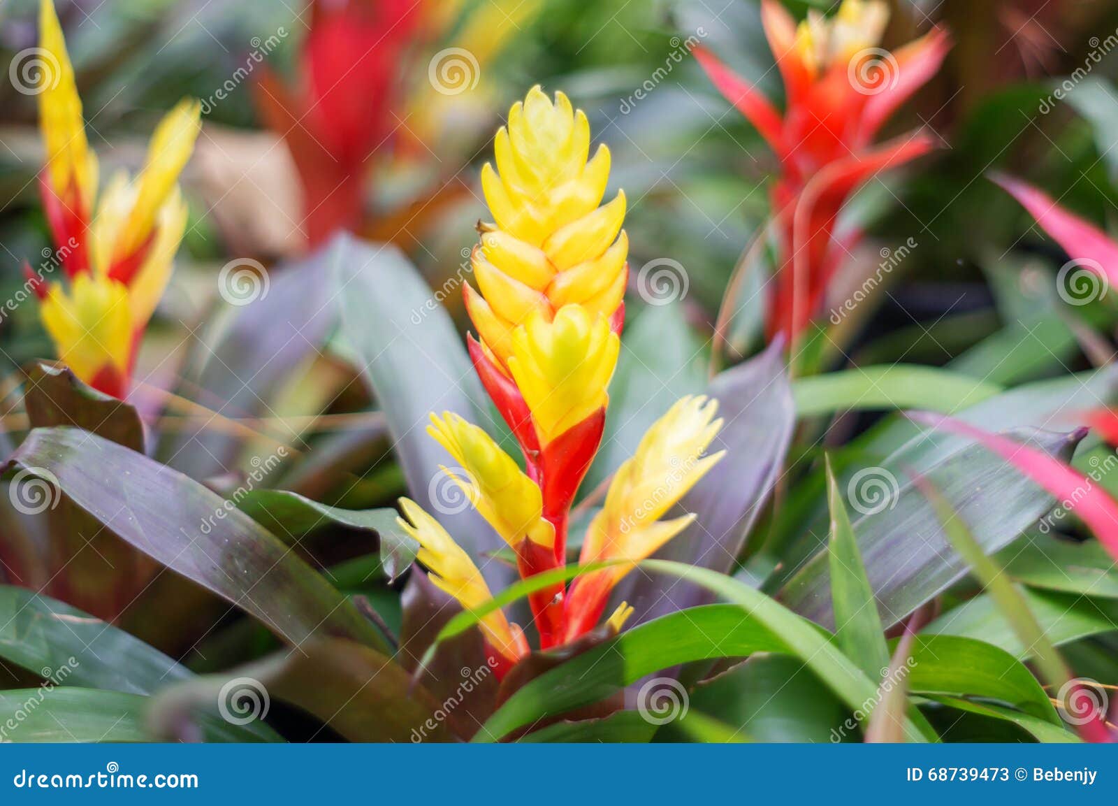 Vriesea splendens flower stock image. Image of bromeliad - 68739473