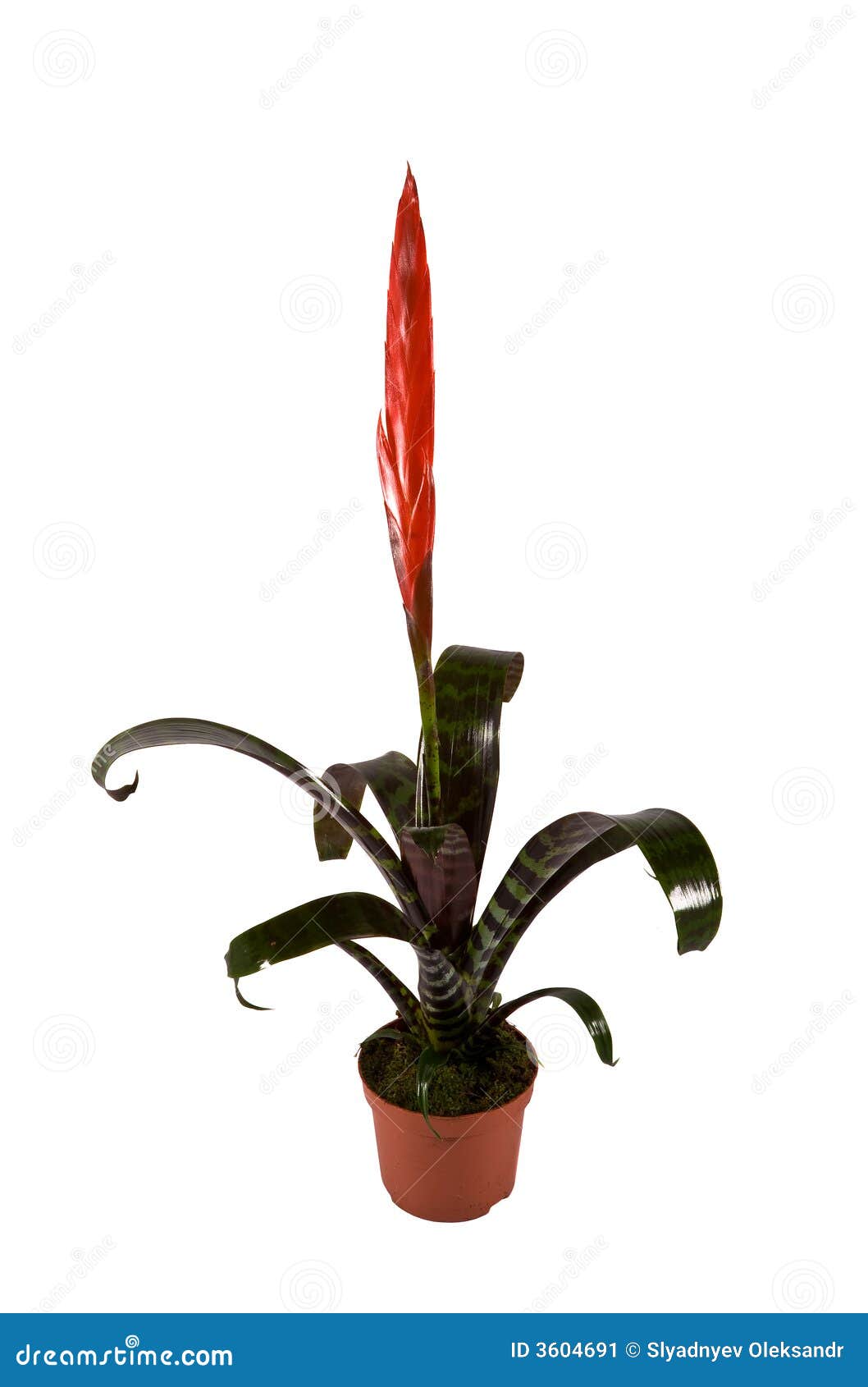 Vriesea Splenriet stock image. Image of enjoy, fresh, florist - 3604691