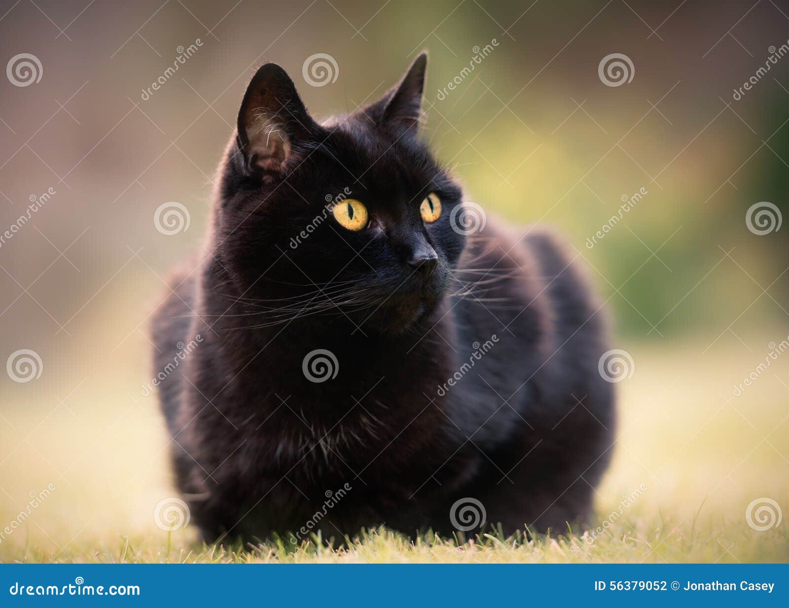 Vrij Zwarte Kat op Lenden stock foto. Image of hoeren - 56379052