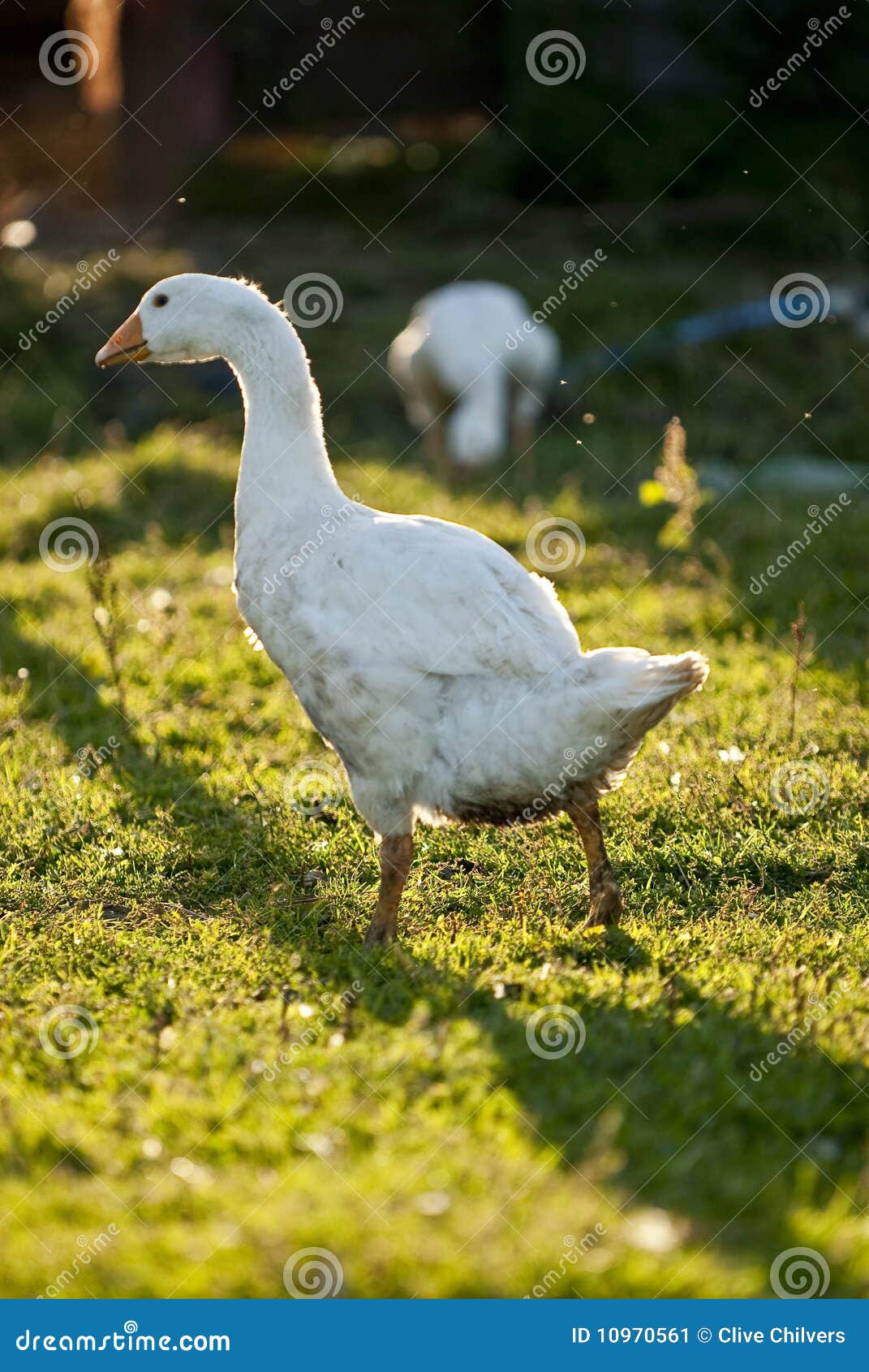 Vrije Waaier Organische Witte Gans Embden Stock Afbeelding - Image of ...