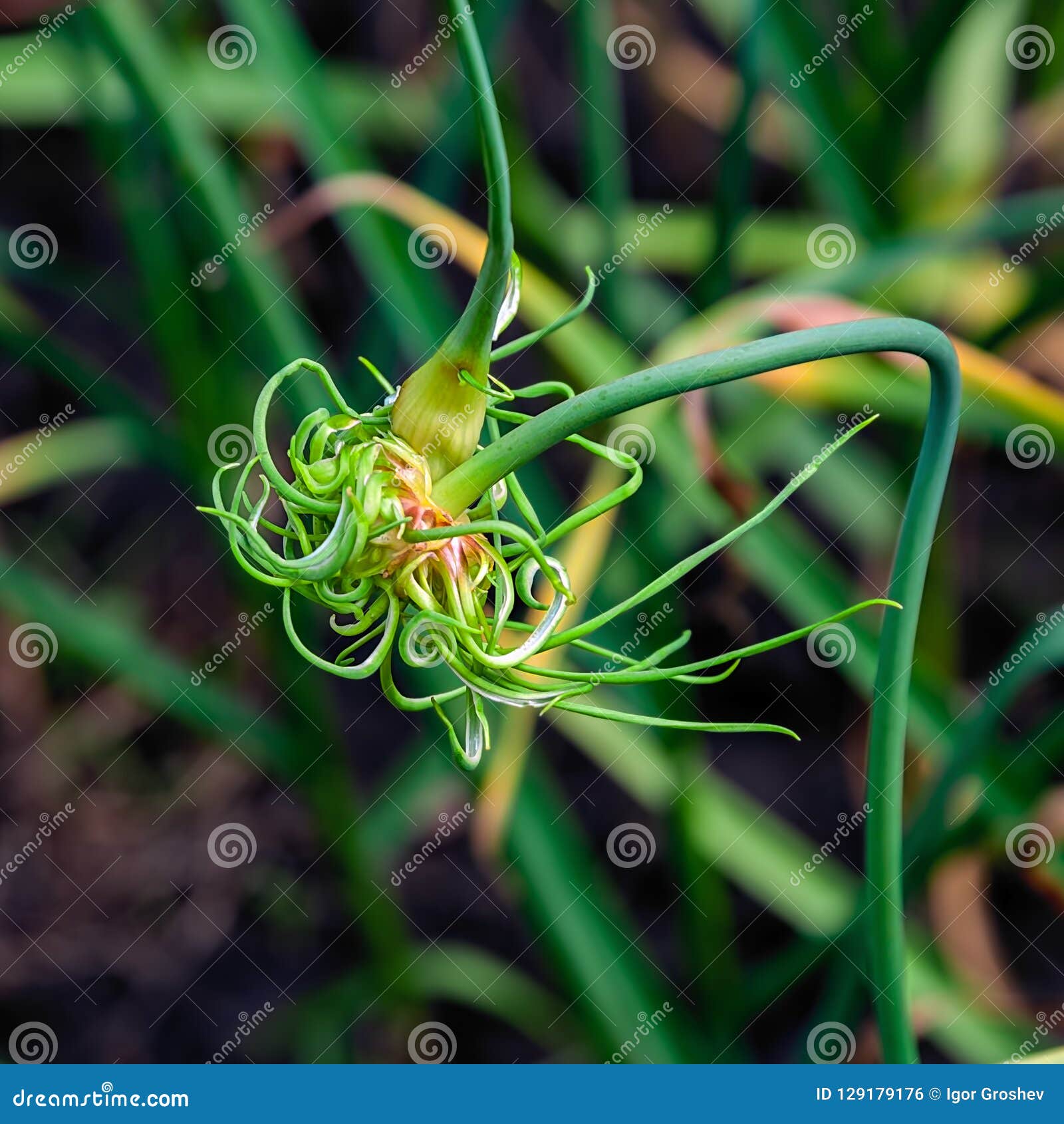 Vrillage Des Tiges D'oignon Photo stock - Image du cirrus, cultivé ...