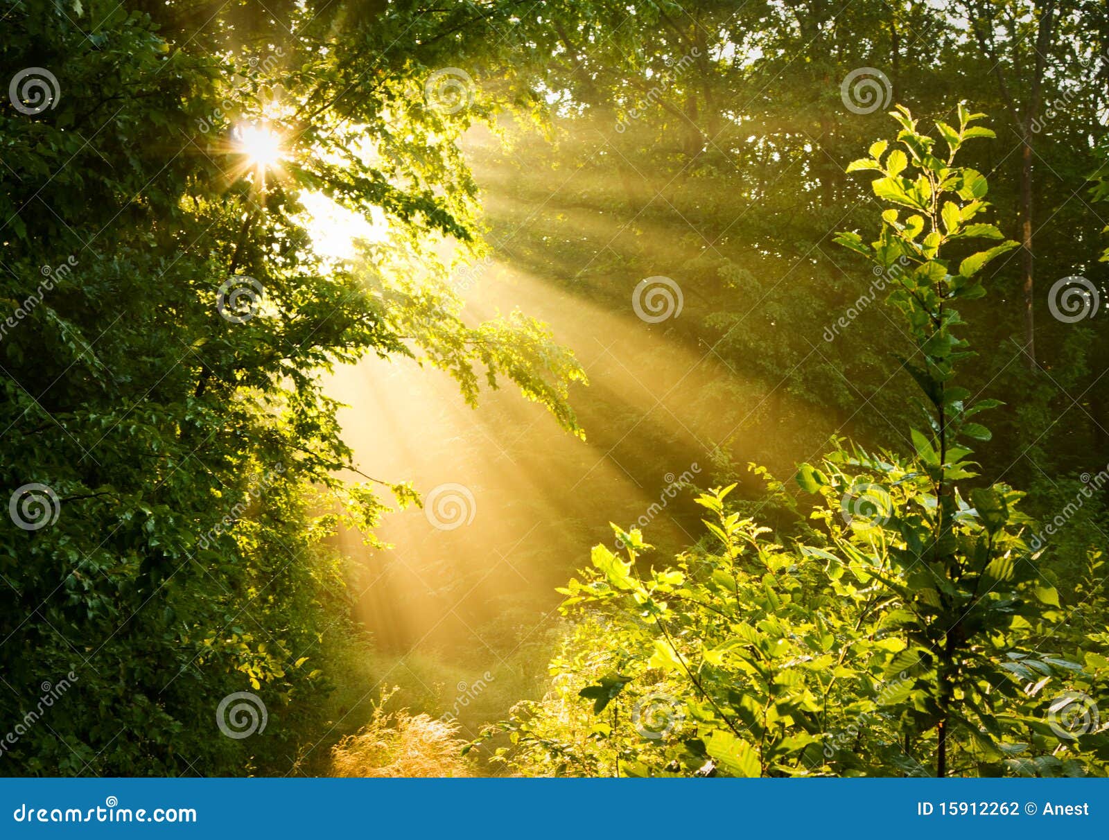 Vroege ochtendzon in bos stock foto. Image of struik - 15912262
