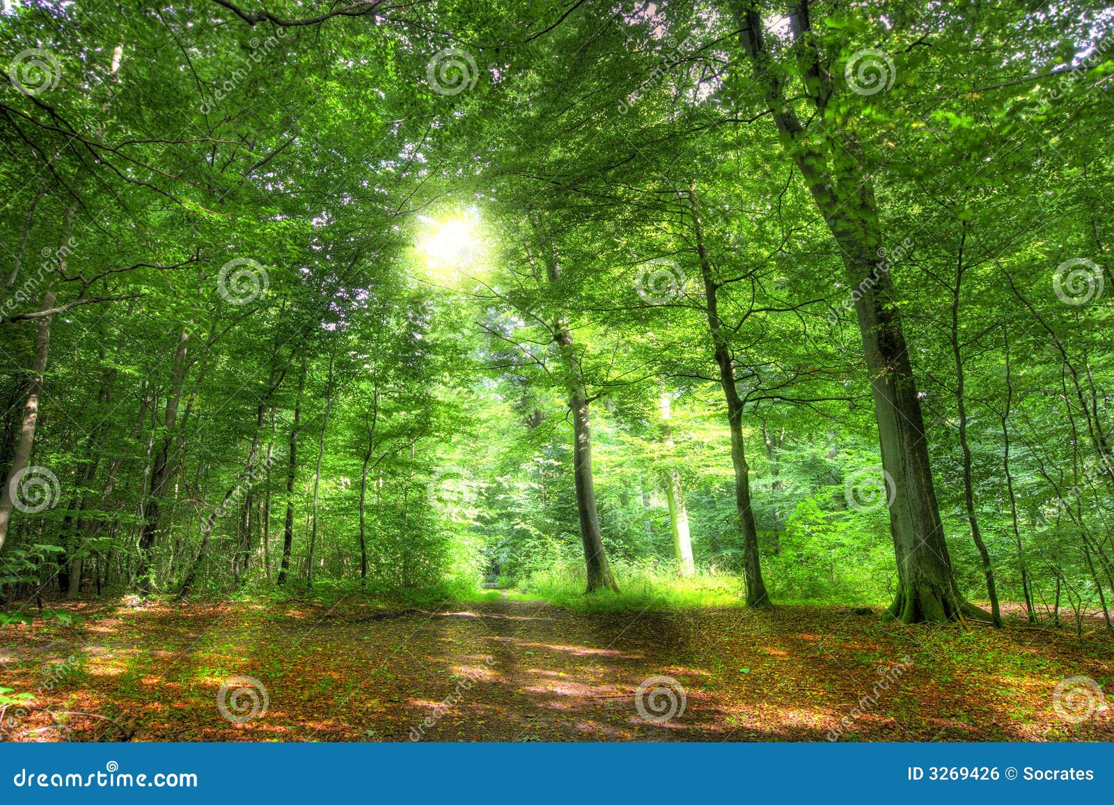 Vroege zon in het bos stock foto. Image of landschap, april - 3269426