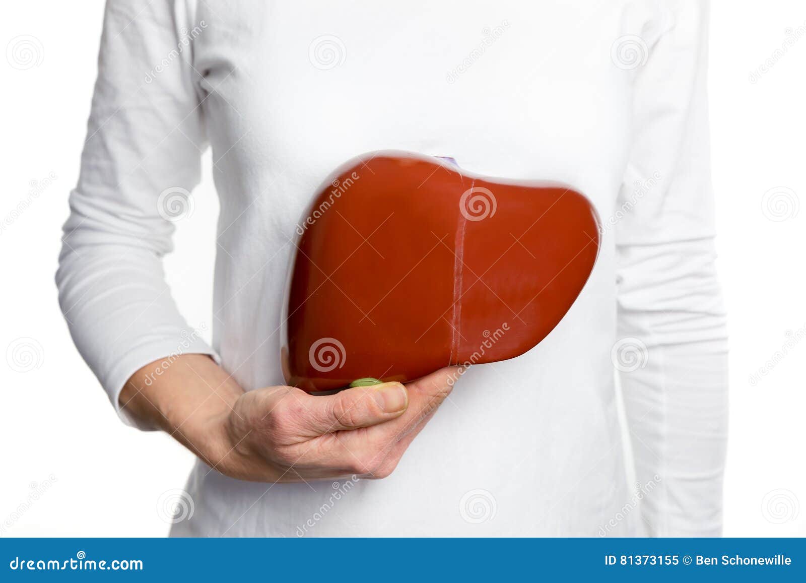 Vrouw Die Menselijk Levermodel Houden Bij Wit Lichaam Stock Afbeelding ...