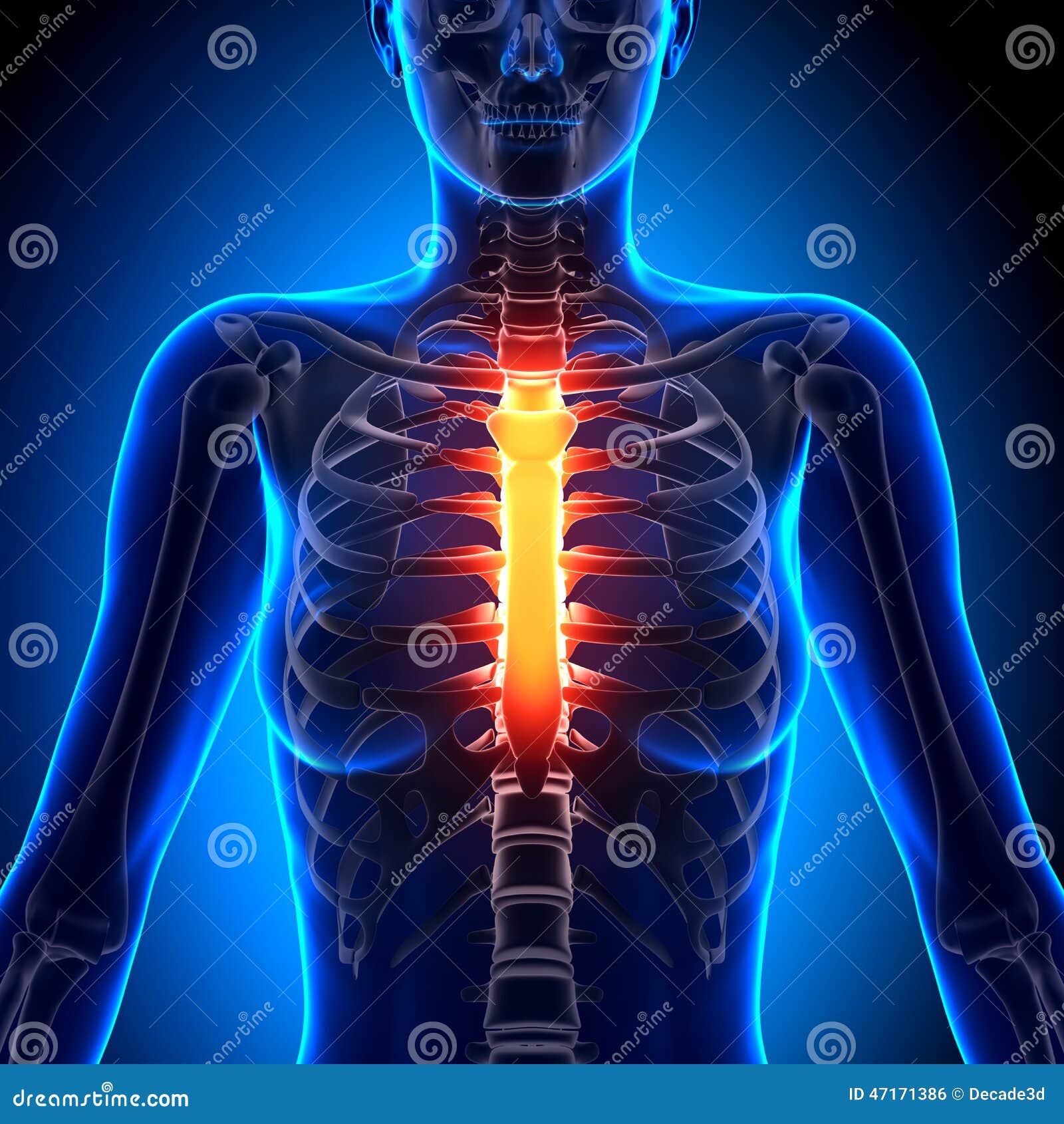 Vrouwelijk Borstbeen - Anatomiebeenderen Stock Illustratie ...