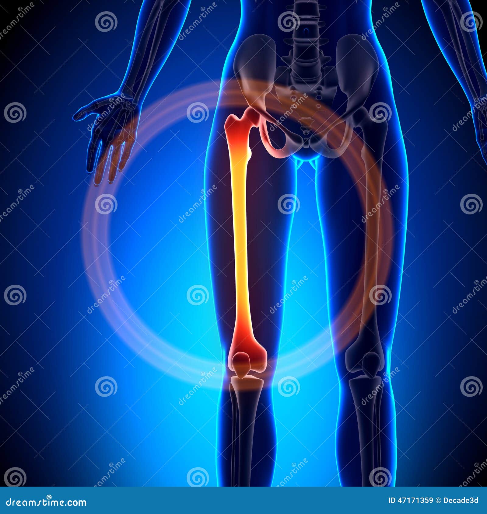 Vrouwelijk Dijbeen - Anatomiebeenderen Stock Illustratie - Illustration ...