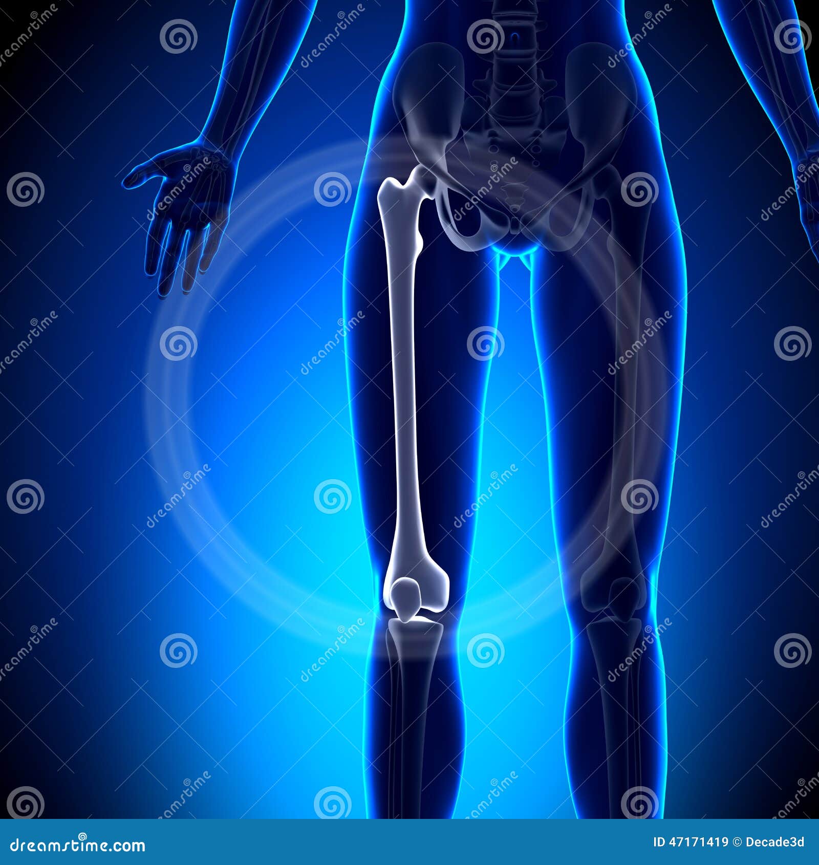 Vrouwelijk Dijbeen - Anatomiebeenderen Stock Illustratie - Illustration ...