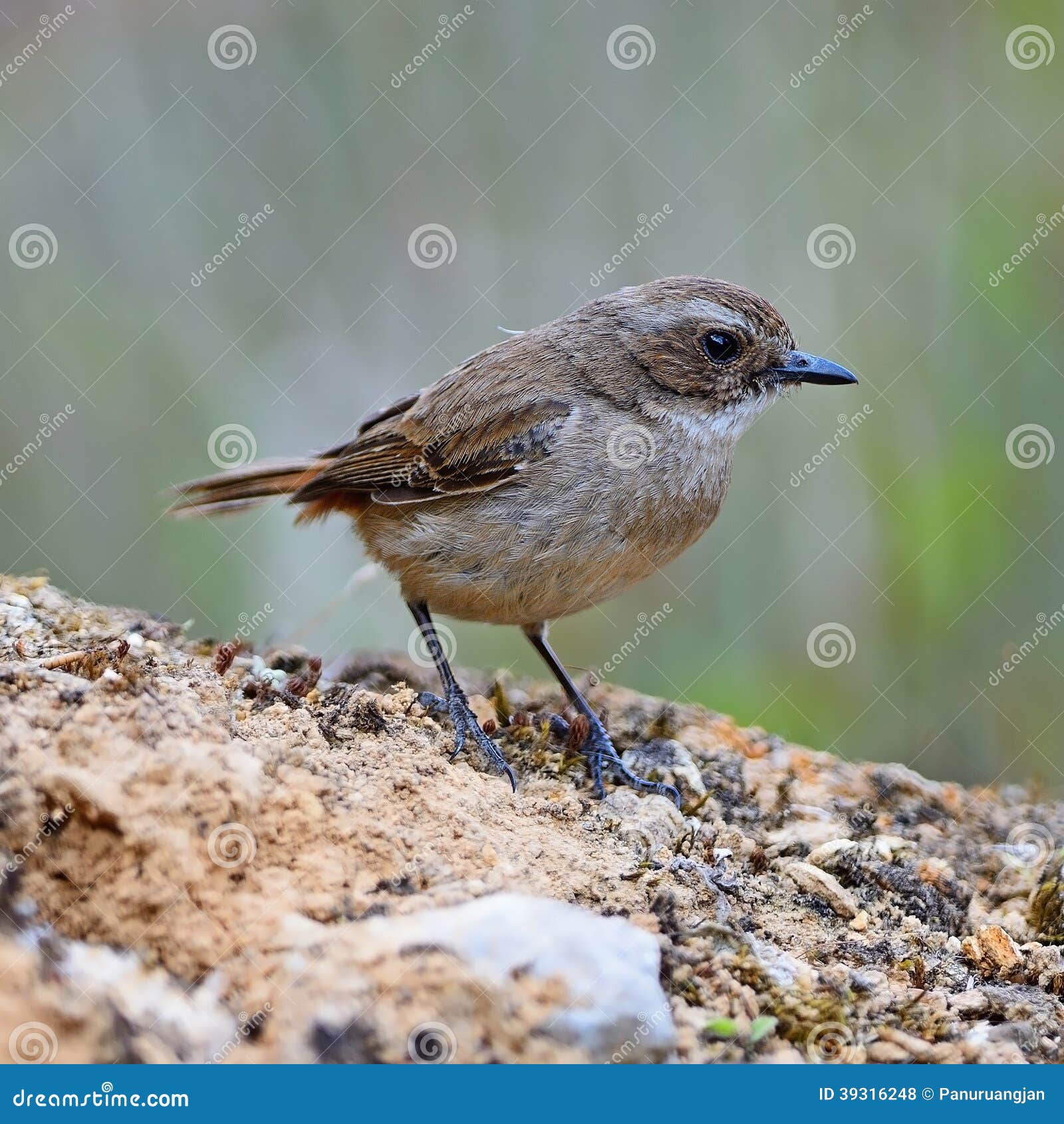 Vrouwelijk Grey Bushchat stock foto. Image of enkelvoudig - 39316248