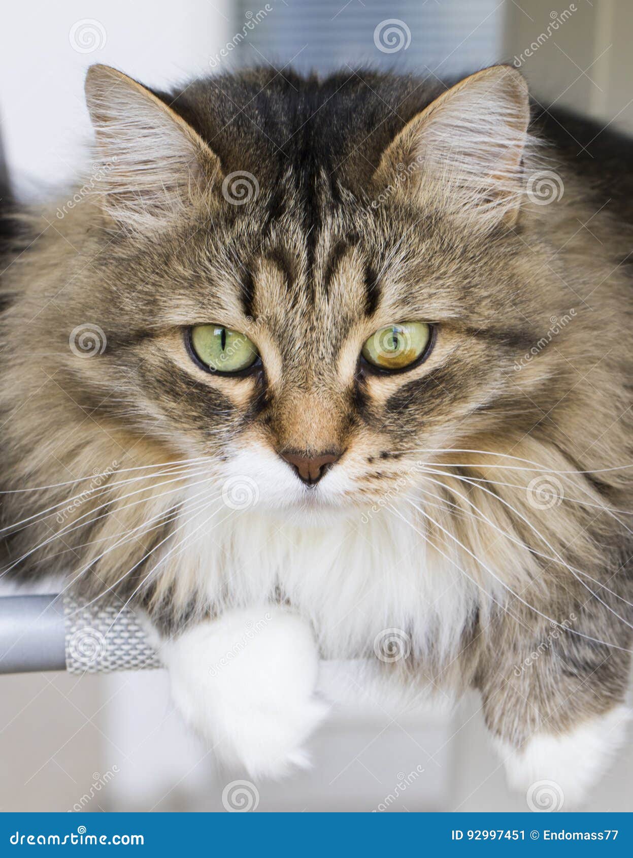 Vrouwelijk Katje Van Siberisch Ras, Bruine Witte Gestreepte Kat Stock ...