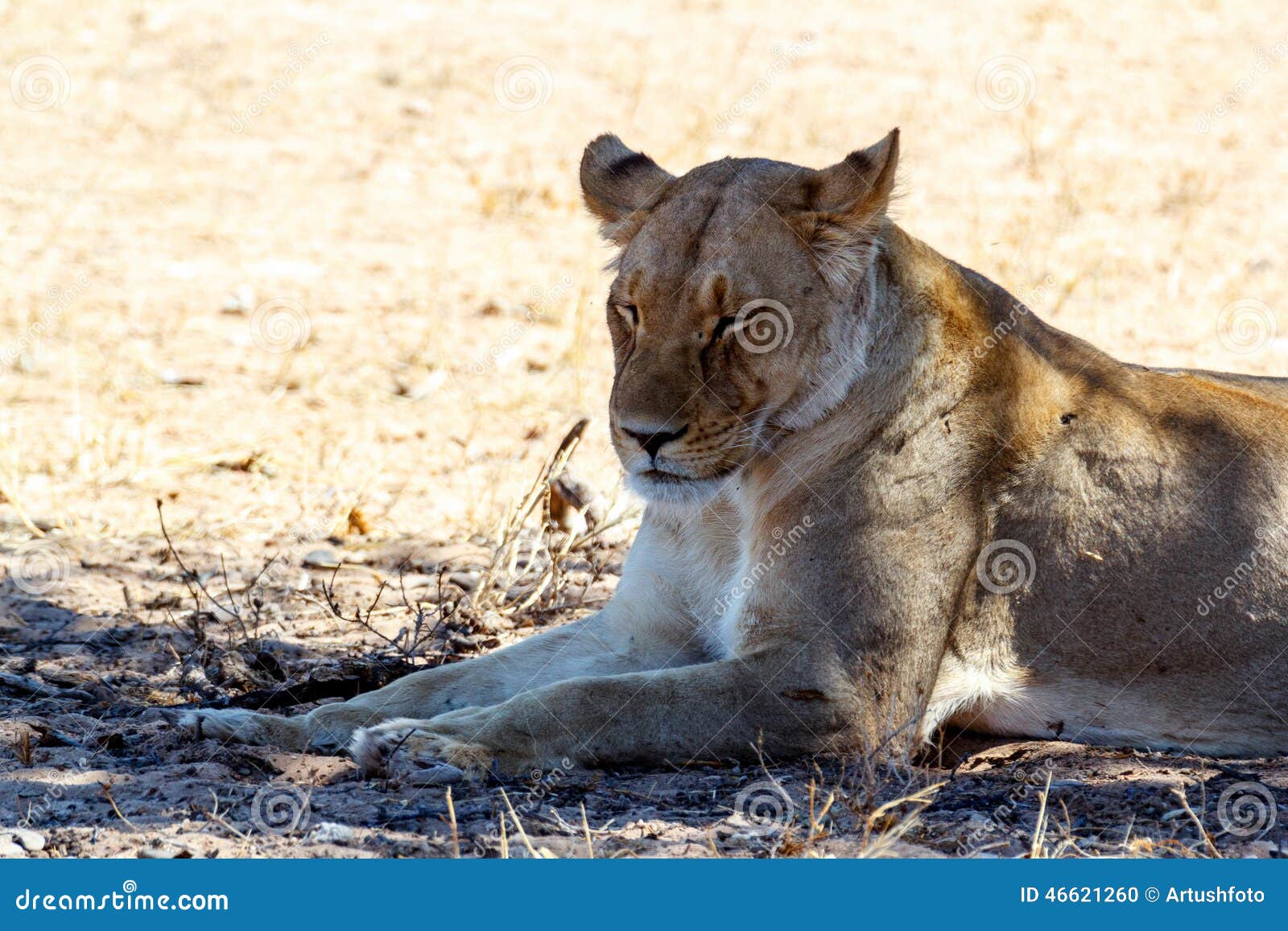 Vrouwelijk Lion Lying in Gras in Schaduw Van Boom Stock Foto - Image of ...