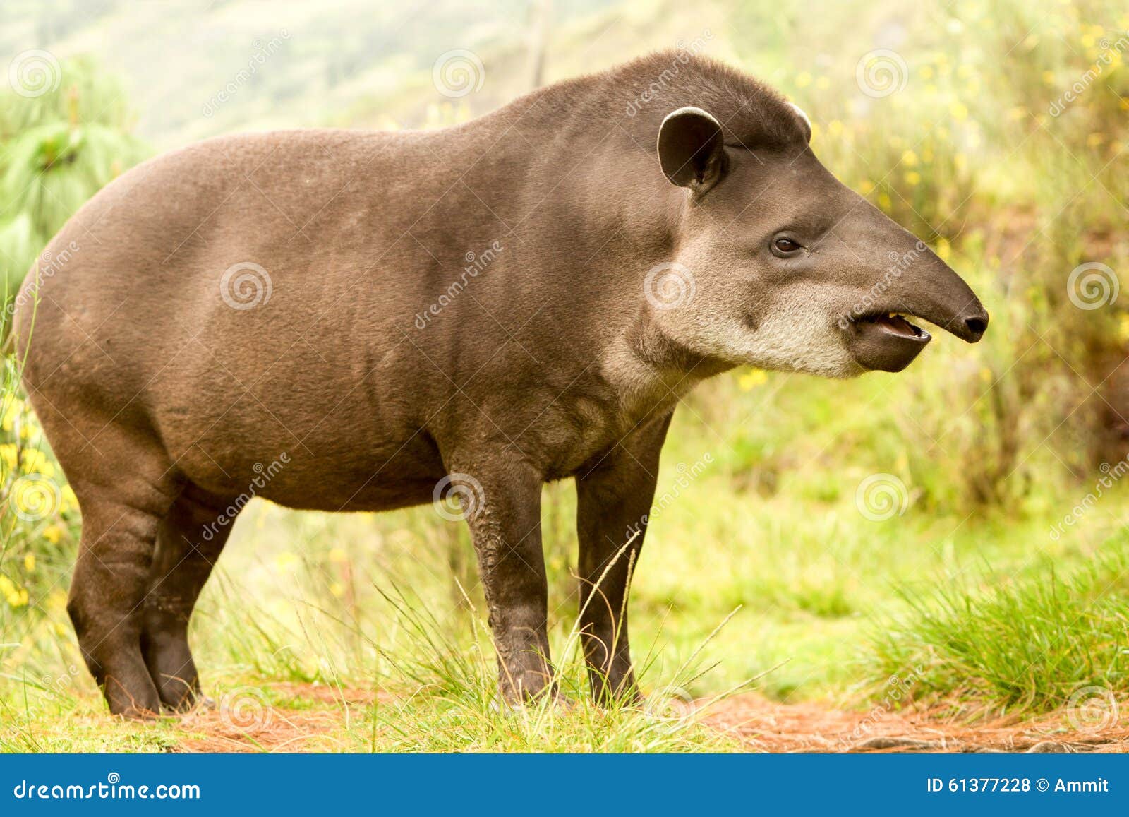 Vrouwelijk Tapir Wild Dier stock foto. Image of nave - 61377228