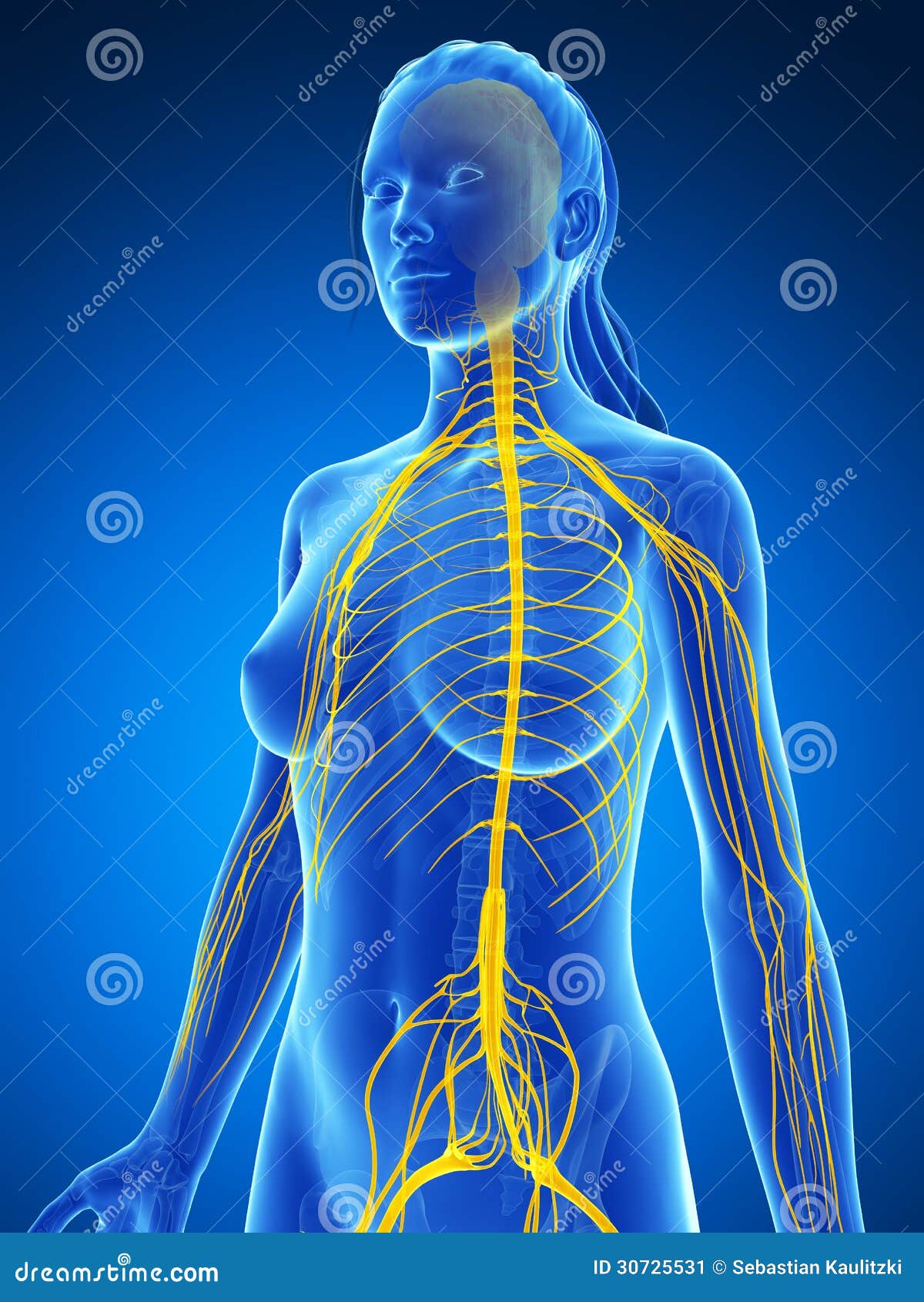 Vrouwelijk zenuwstelsel stock illustratie. Illustration of vlecht ...