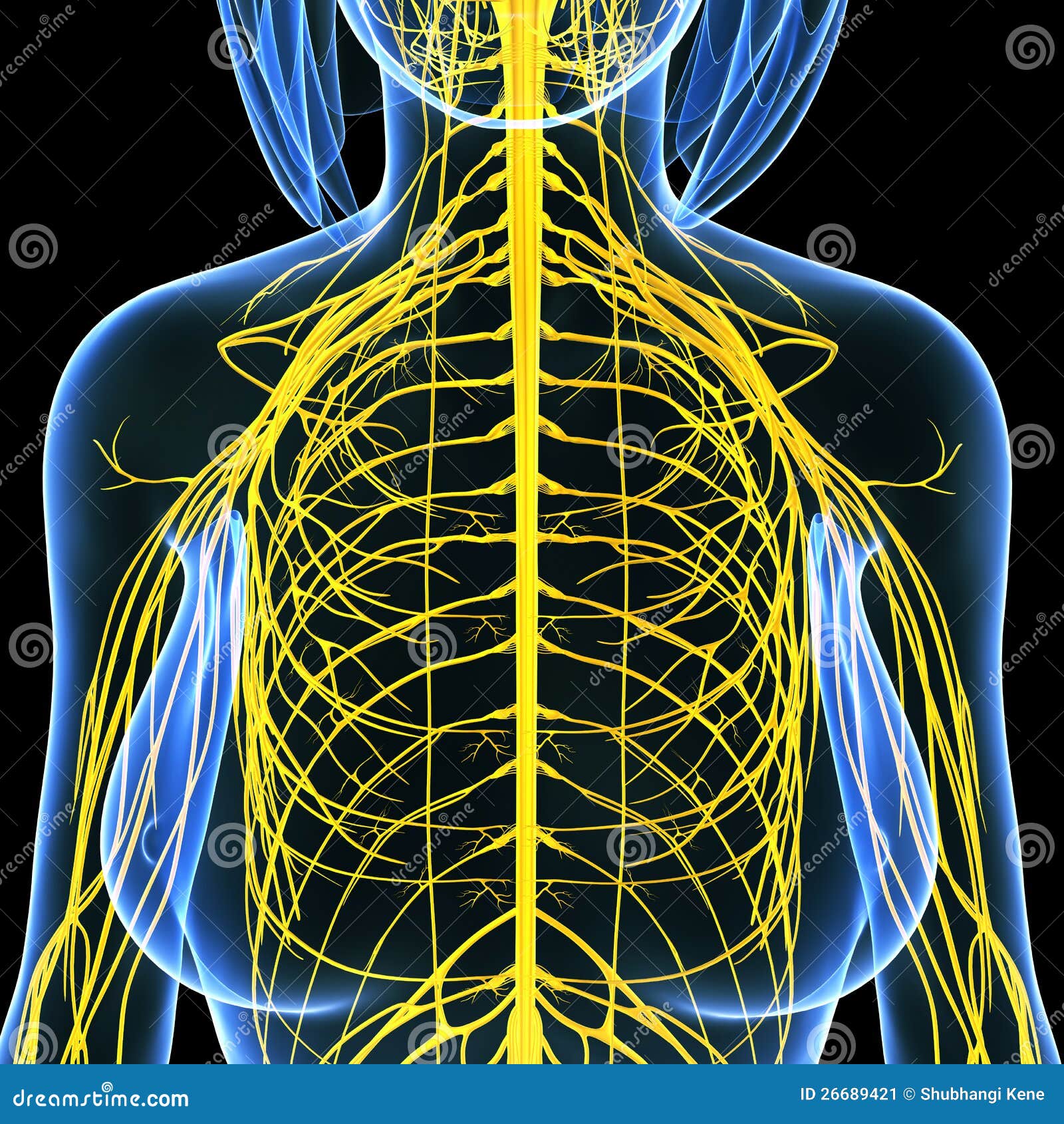 Vrouwelijk Zenuwstelsel Van Borst Stock Illustratie - Illustration of ...