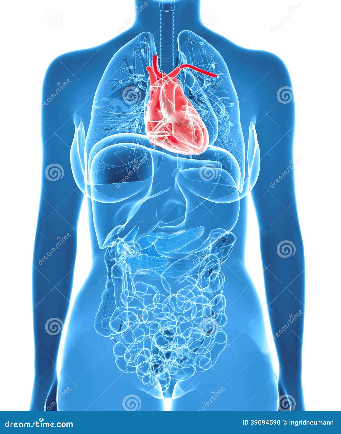 Vrouwelijke Anatomie Met Benadrukt Hart Stock Illustratie ...