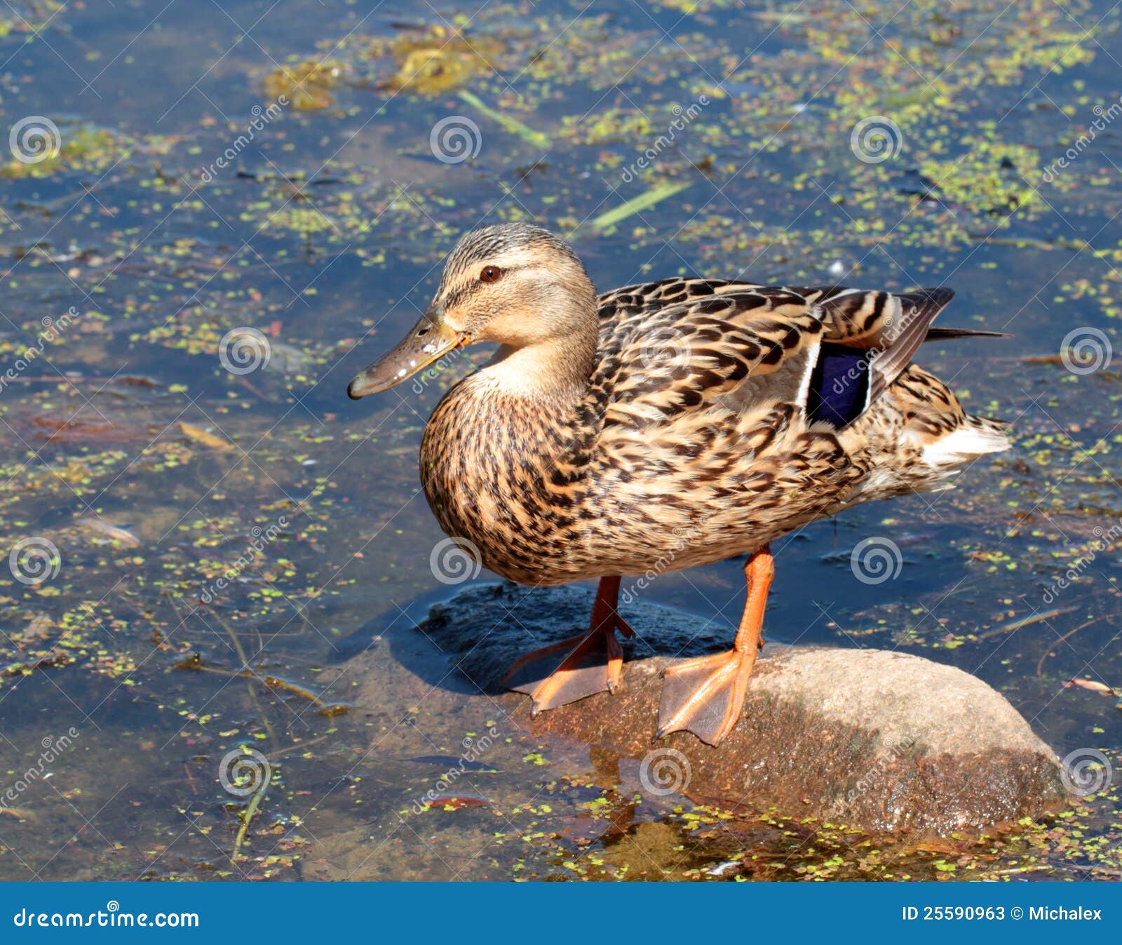 Vrouwelijke eend stock afbeelding. Image of meer, vleugel - 25590963
