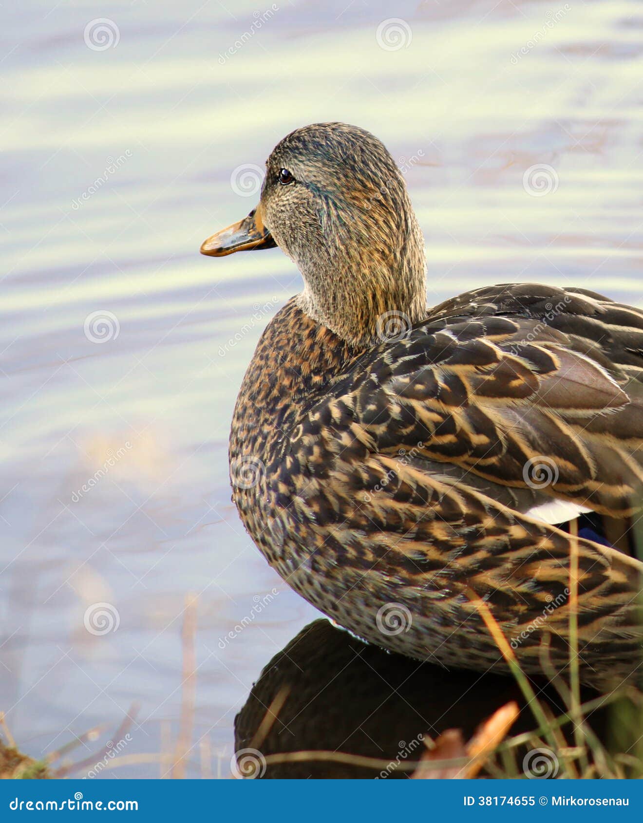 Vrouwelijke Eend stock afbeelding. Image of dier, kleur - 38174655