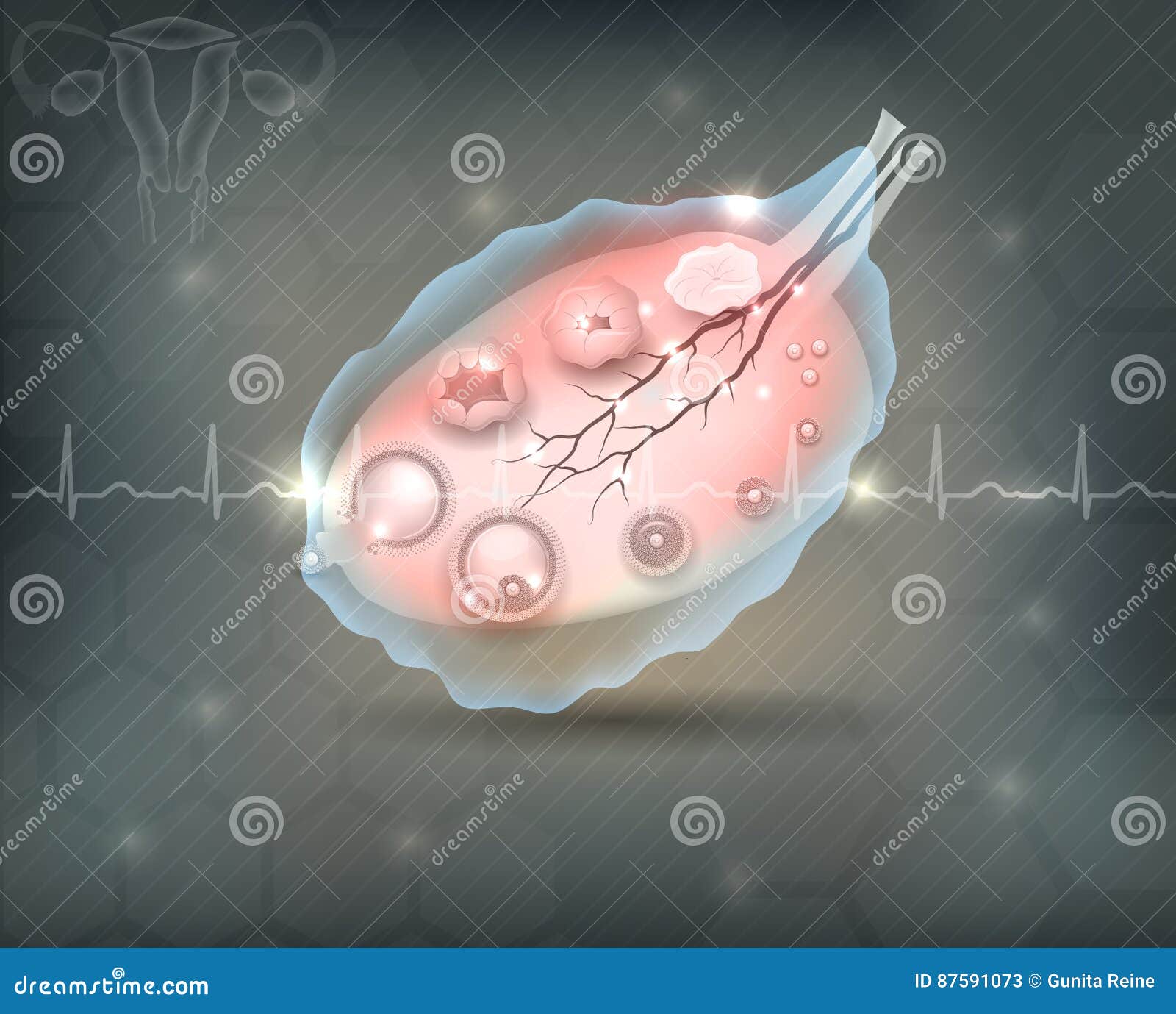 Vrouwelijke Eierstok vector illustratie. Illustration of biologie ...