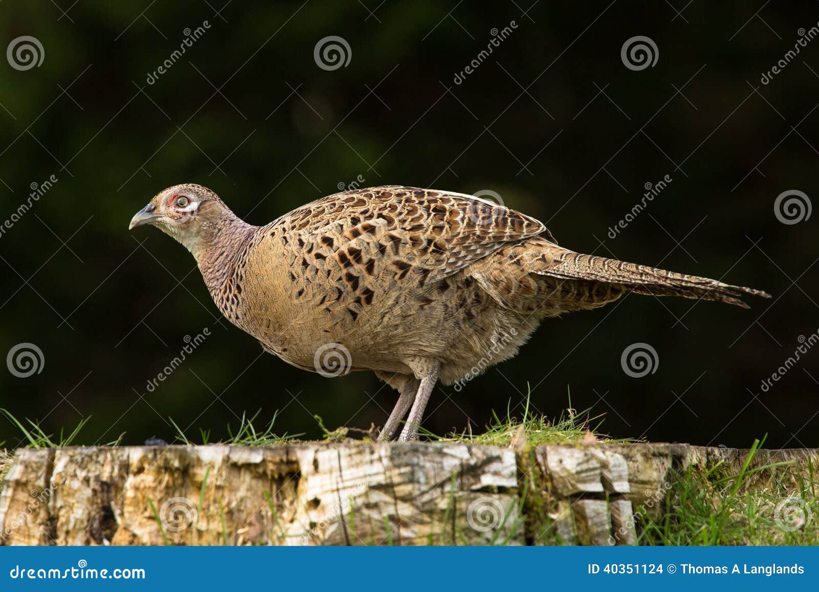 Vrouwelijke Fazant stock foto. Image of spruit, veer - 40351124