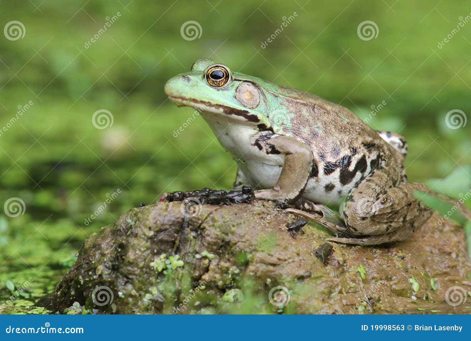 Vrouwelijke Groene Kikker En Jonge Kikkers Stock Afbeelding - Image of ...