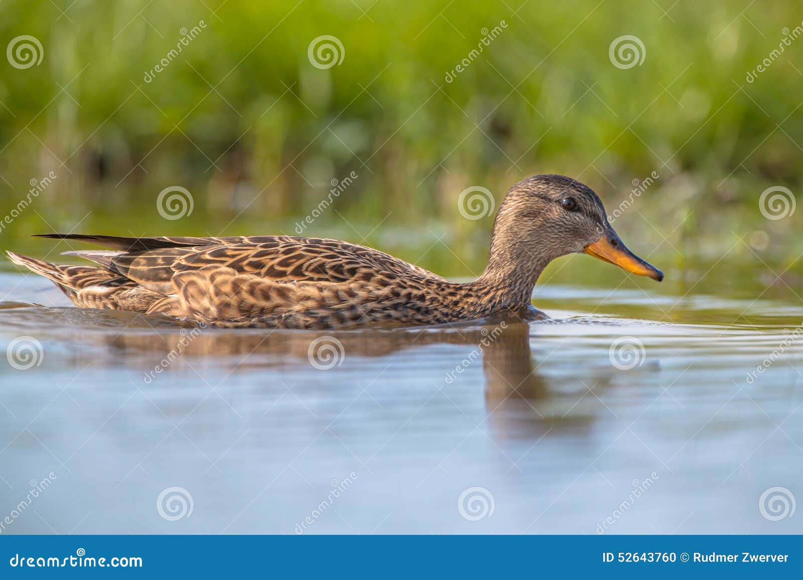 Vrouwelijke Krakeend stock foto. Image of foerageren - 52643760
