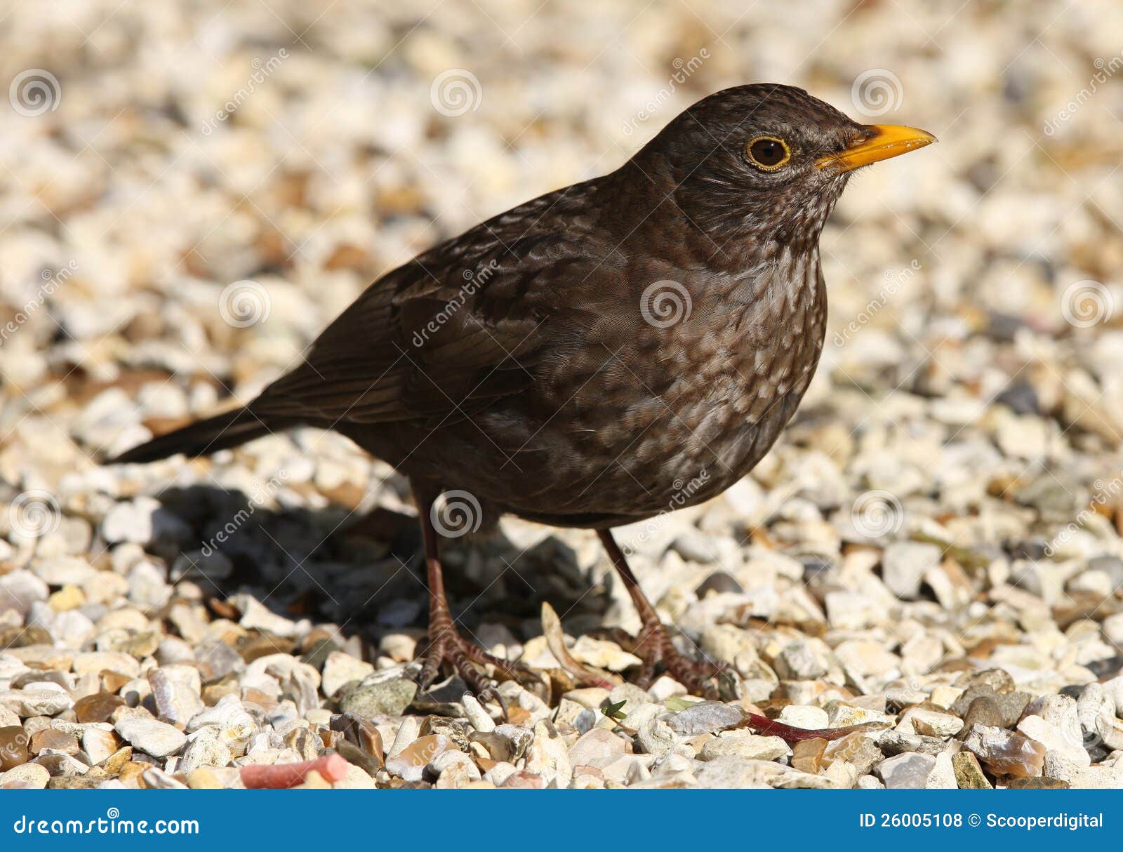 Vrouwelijke Merel stock foto. Image of veer, merel, wildlife - 26005108