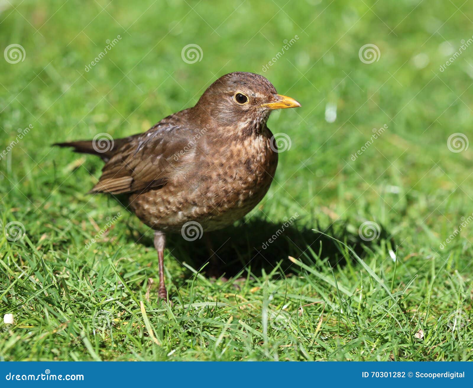 Vrouwelijke merel stock foto. Image of sluit, zwart, vogel - 70301282