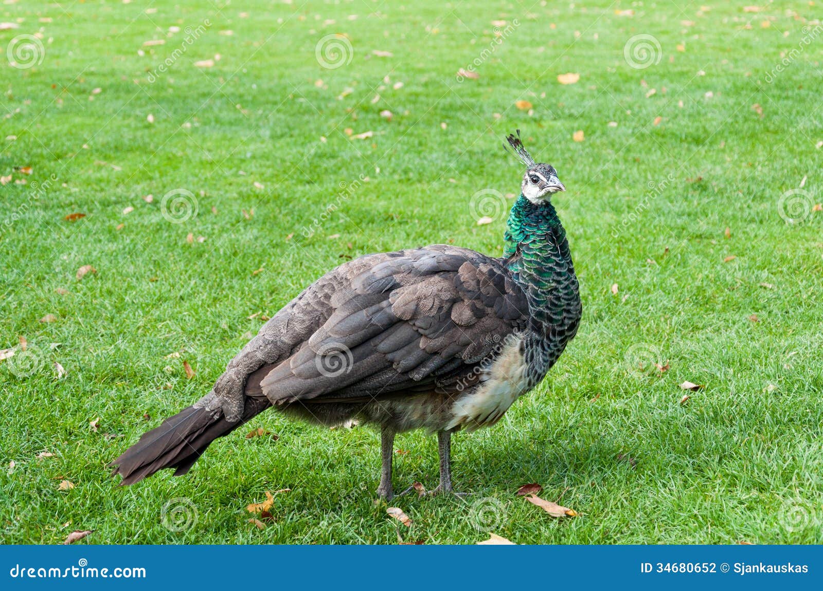 Vrouwelijke pauw stock foto. Image of wild, pauw, status - 34680652