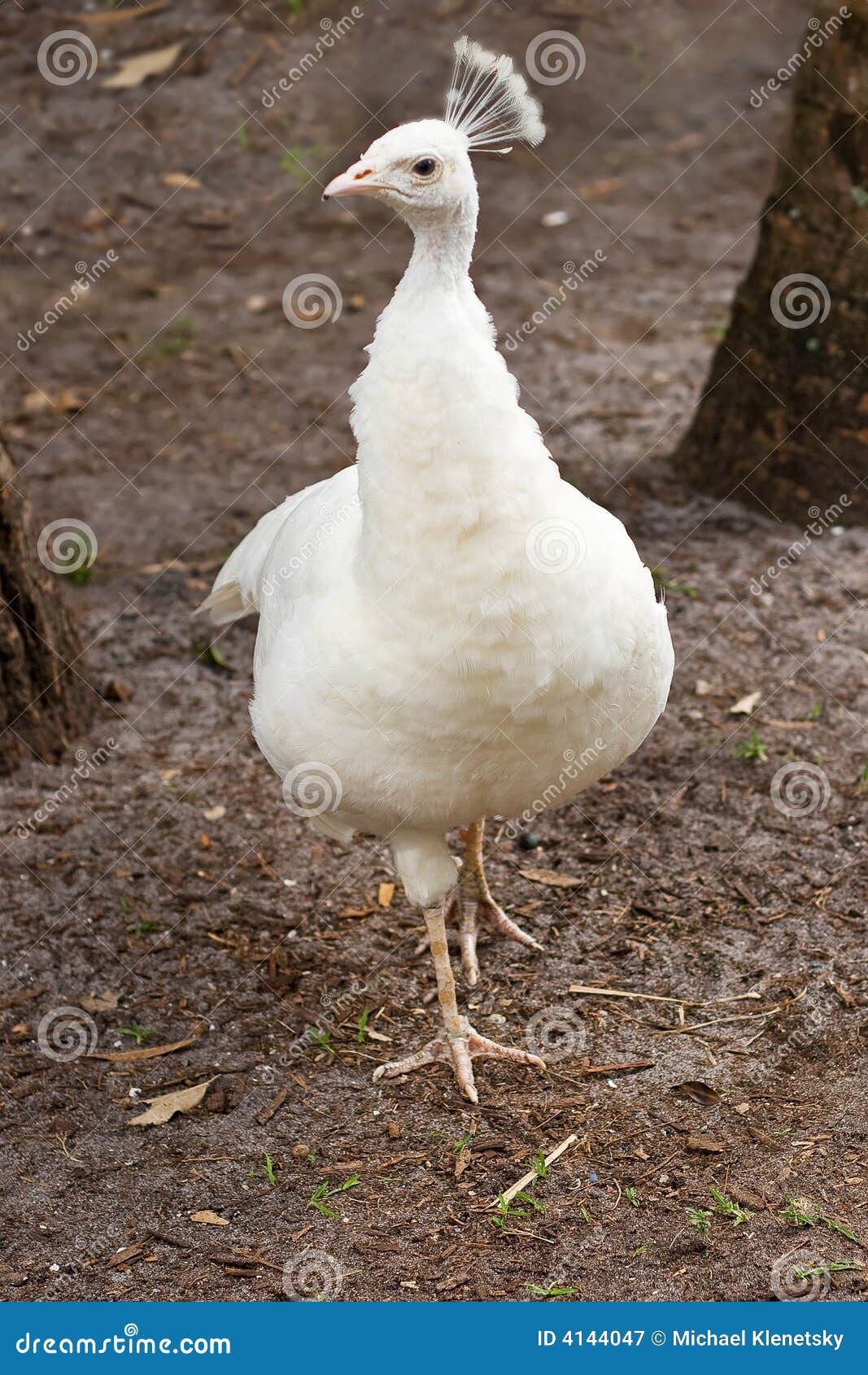 Vrouwelijke Pauw stock afbeelding. Image of wijfje, pauw - 4144047