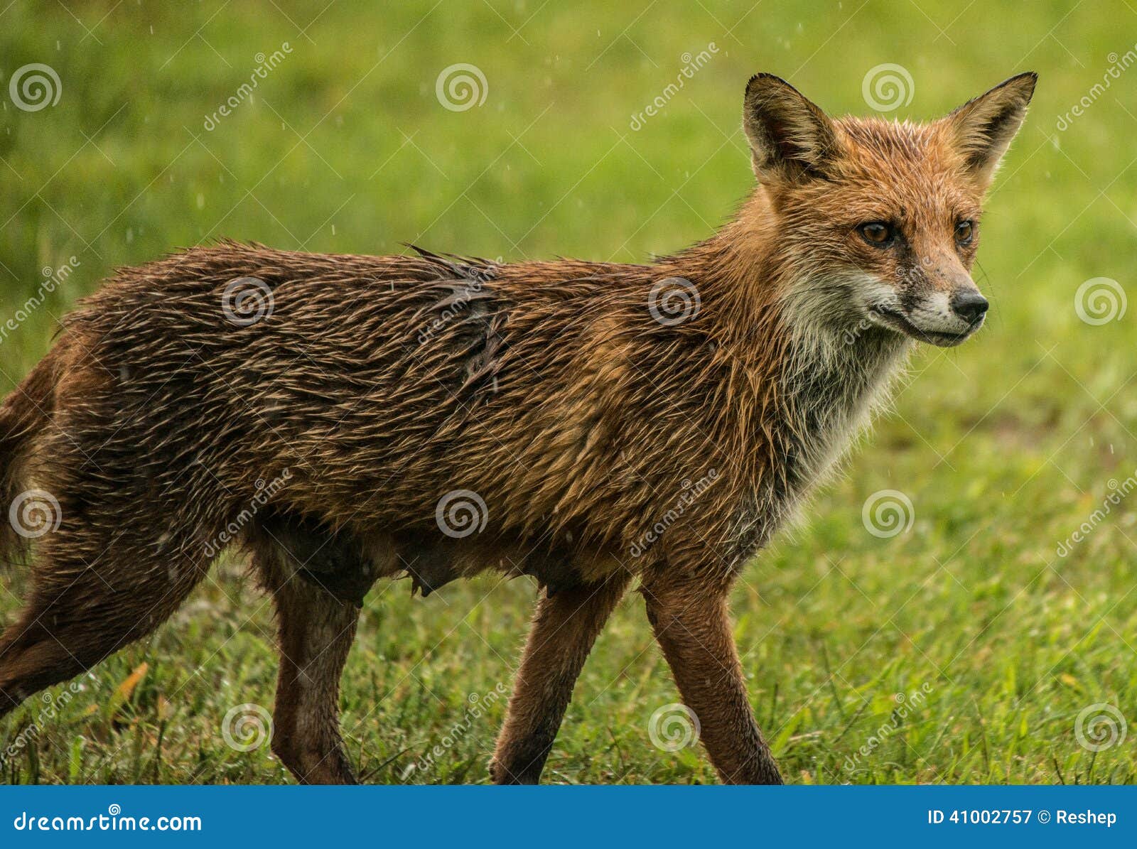 Vrouwelijke Rode Vos stock afbeelding. Image of feeks - 41002757