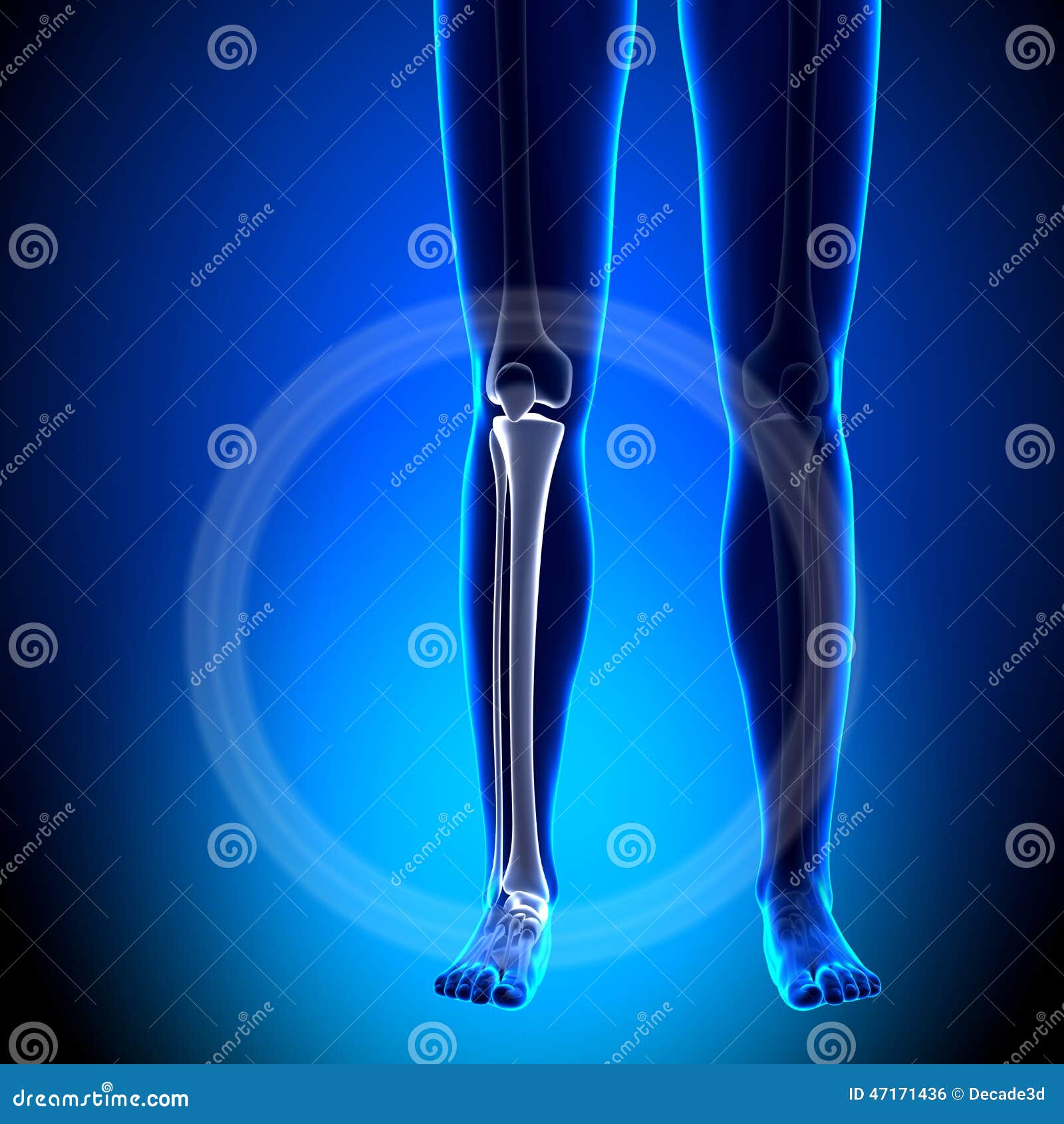 Vrouwelijke Scheenbeen/Fibula - Anatomiebeenderen Stock Illustratie ...