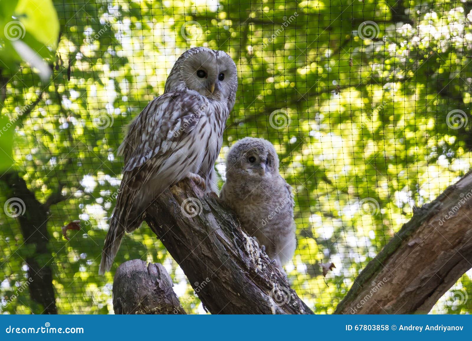 Vrouwelijke Uil En Een Jonge Uil Stock Foto - Image of moederschap ...