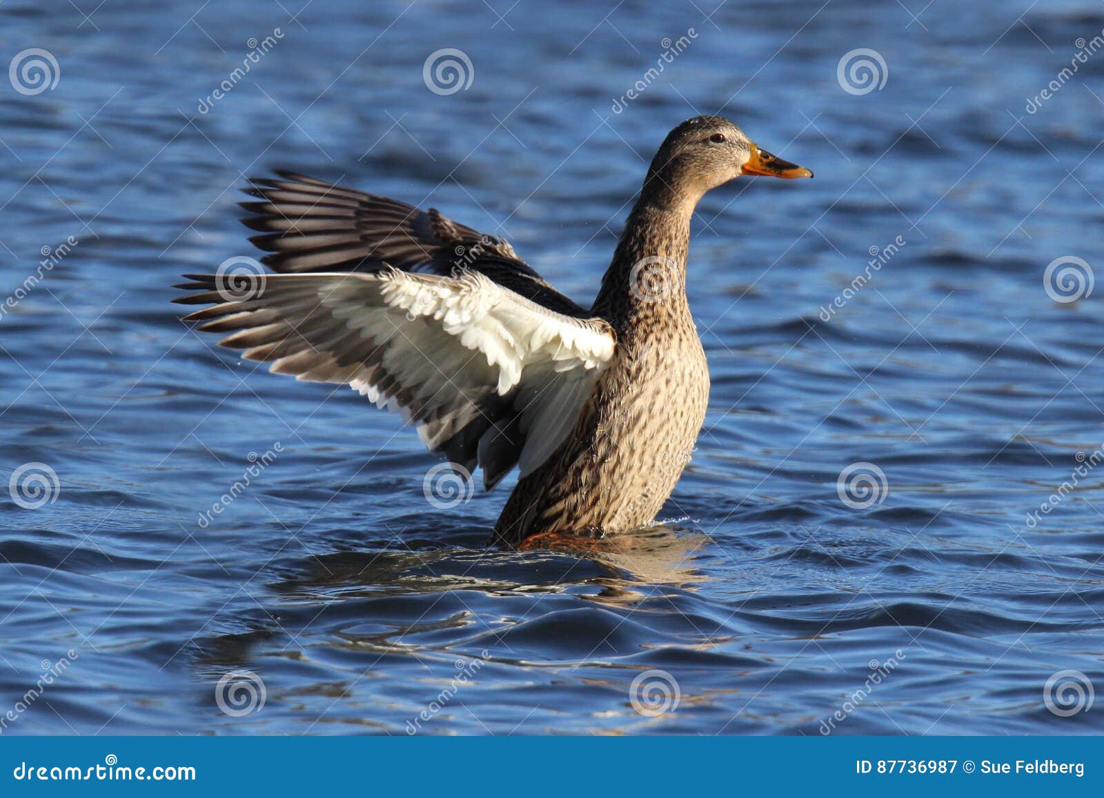Vrouwelijke Wilde Eend Wing Flap Stock Afbeelding - Image of wild, nave ...