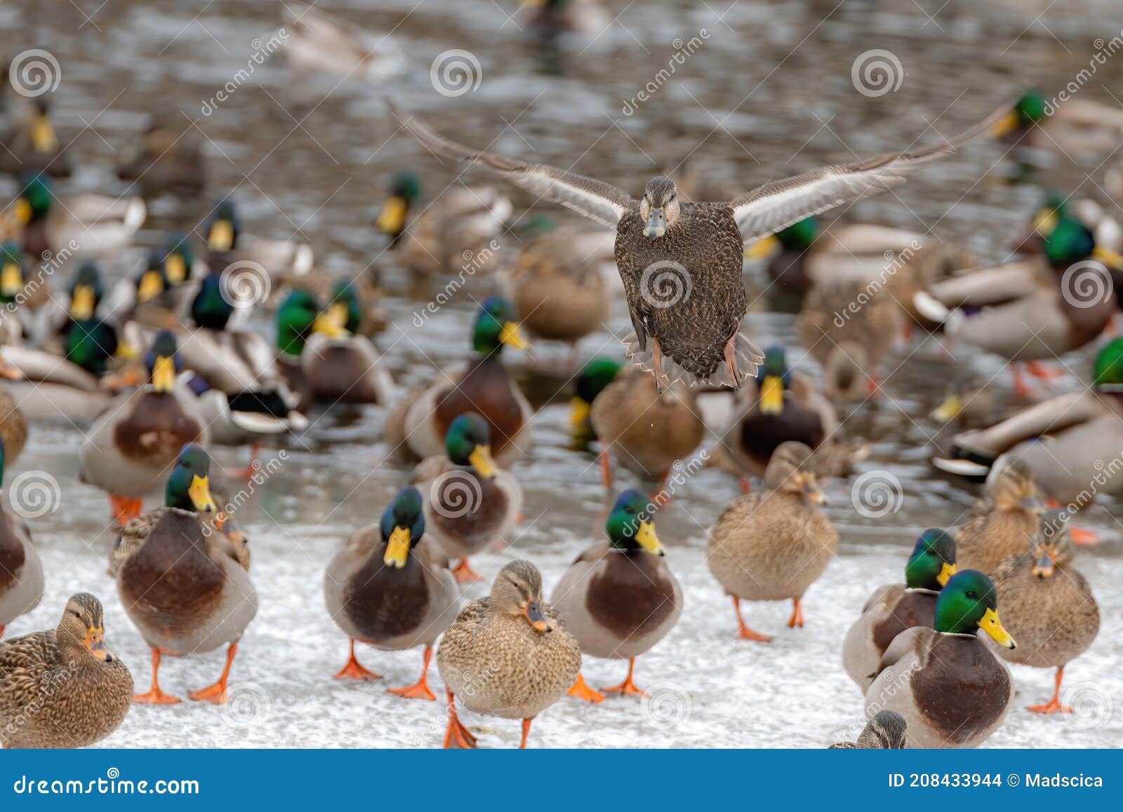 Vrouwelijke Wilde Eenden Die Over Andere Eenden Vliegen Stock Foto ... Vrouwelijke Wilde Eenden Die Over Andere Eenden Vliegen Stock Foto ...