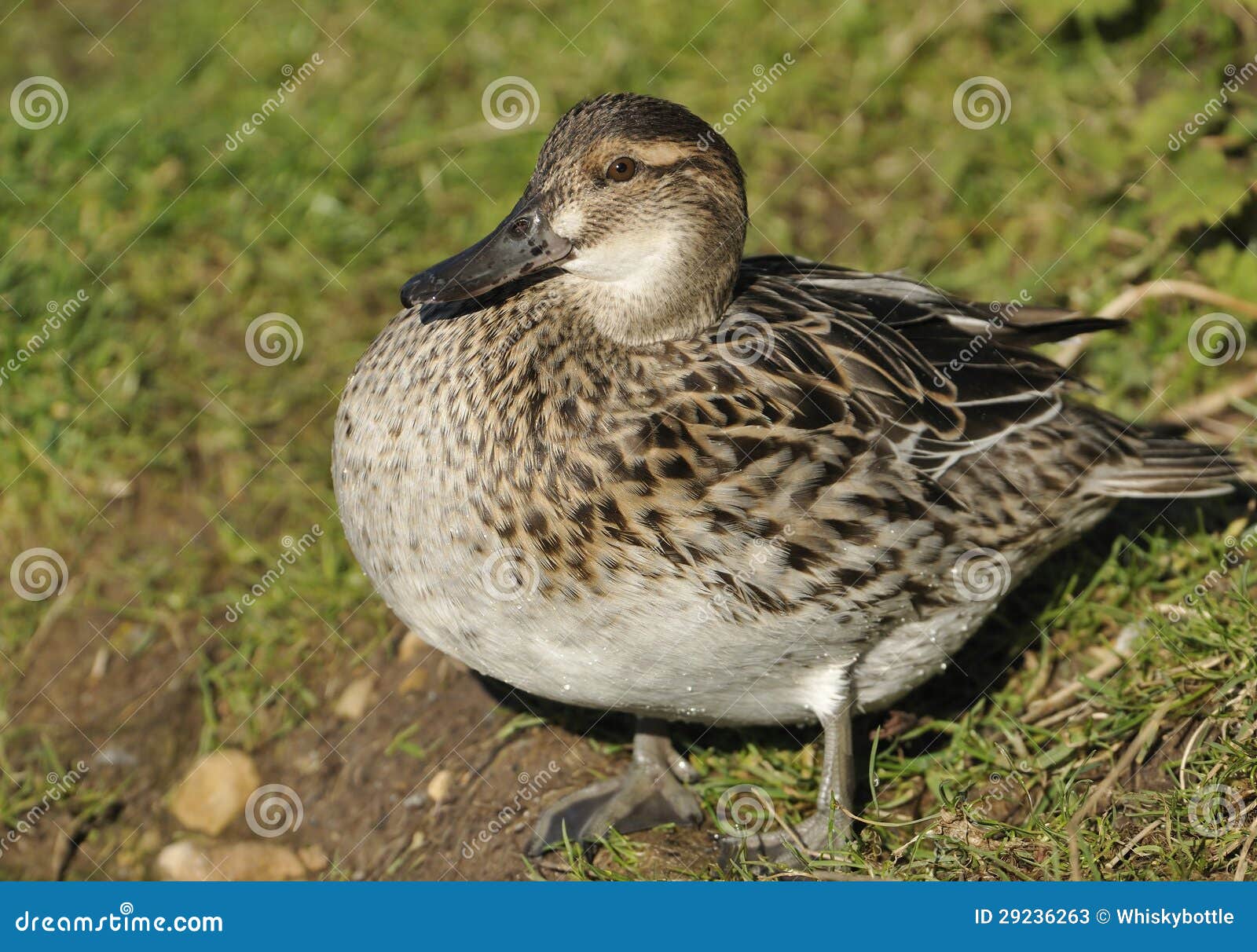 Vrouwelijke Zomertaling stock afbeelding. Image of horizontaal - 29236263