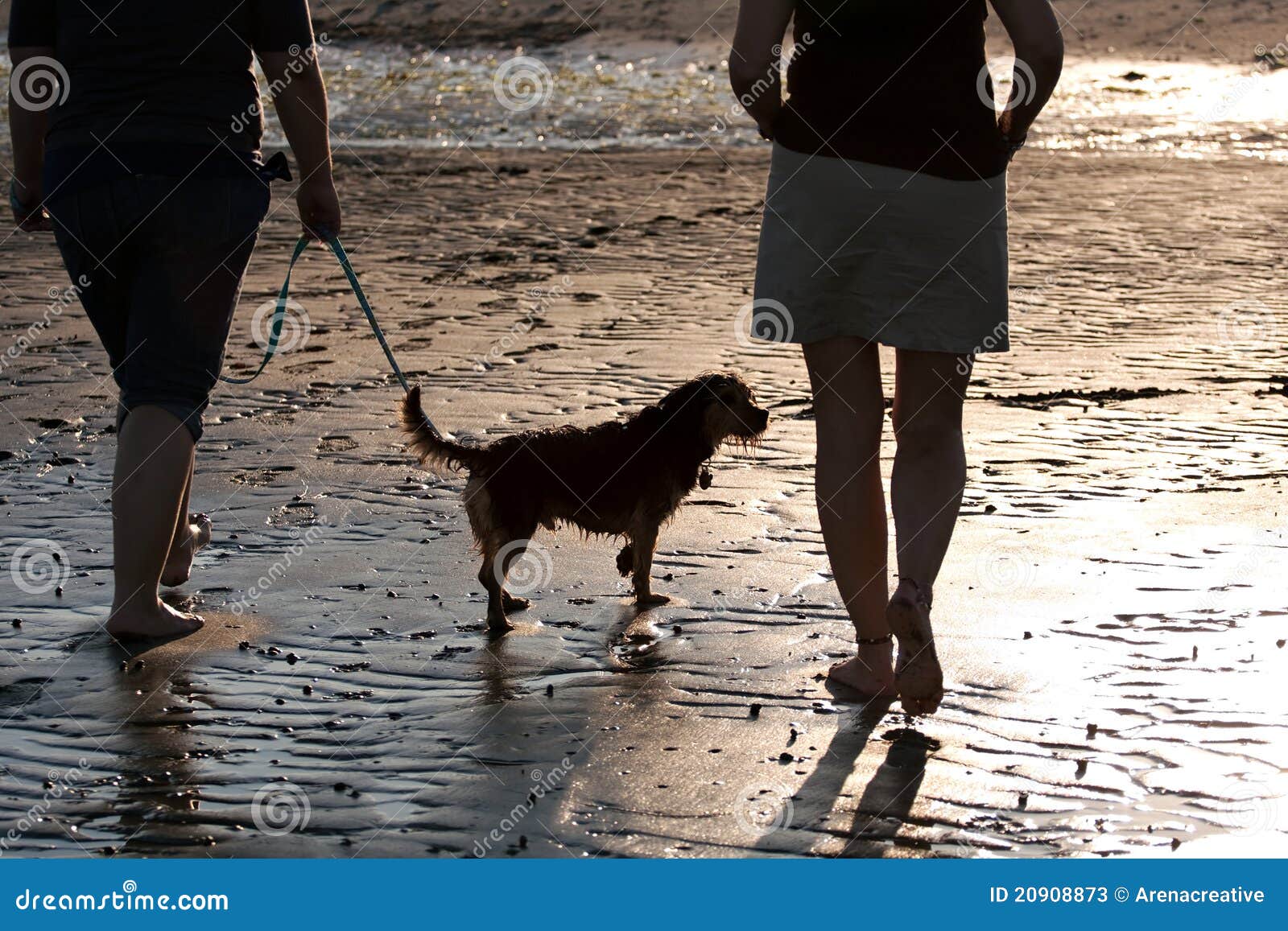 Vrouwen die de Hond lopen stock afbeelding. Image of oever - 20908873