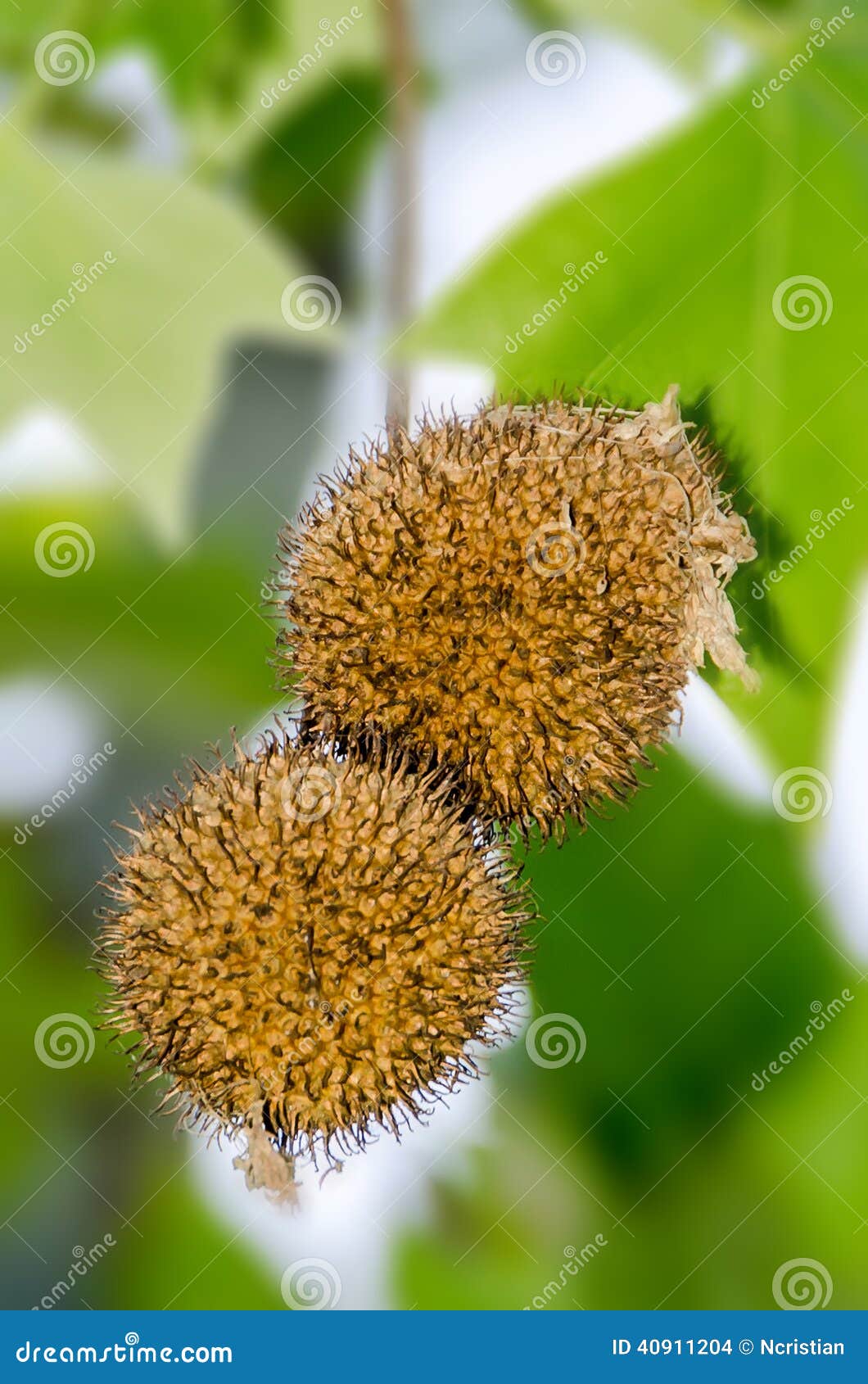 Vruchten Van De Esdoorn Van Noorwegen Stock Foto - Image of acer ...