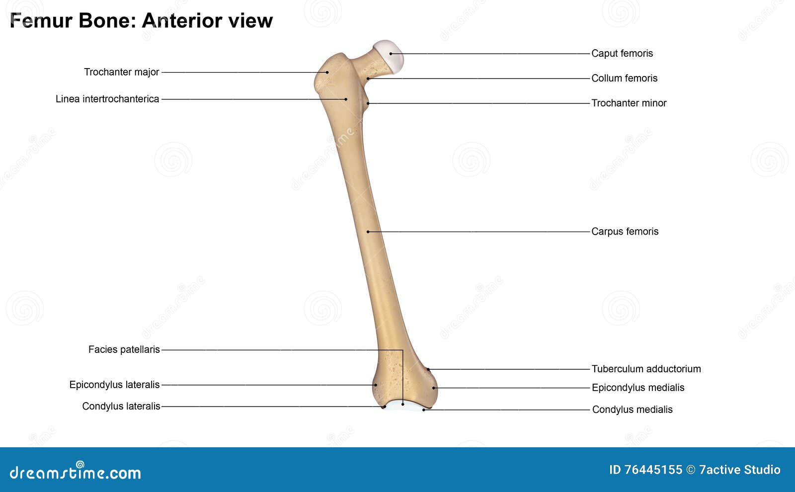 Vue Antérieure D'os De Fémur Illustration Stock - Illustration du fémur ...