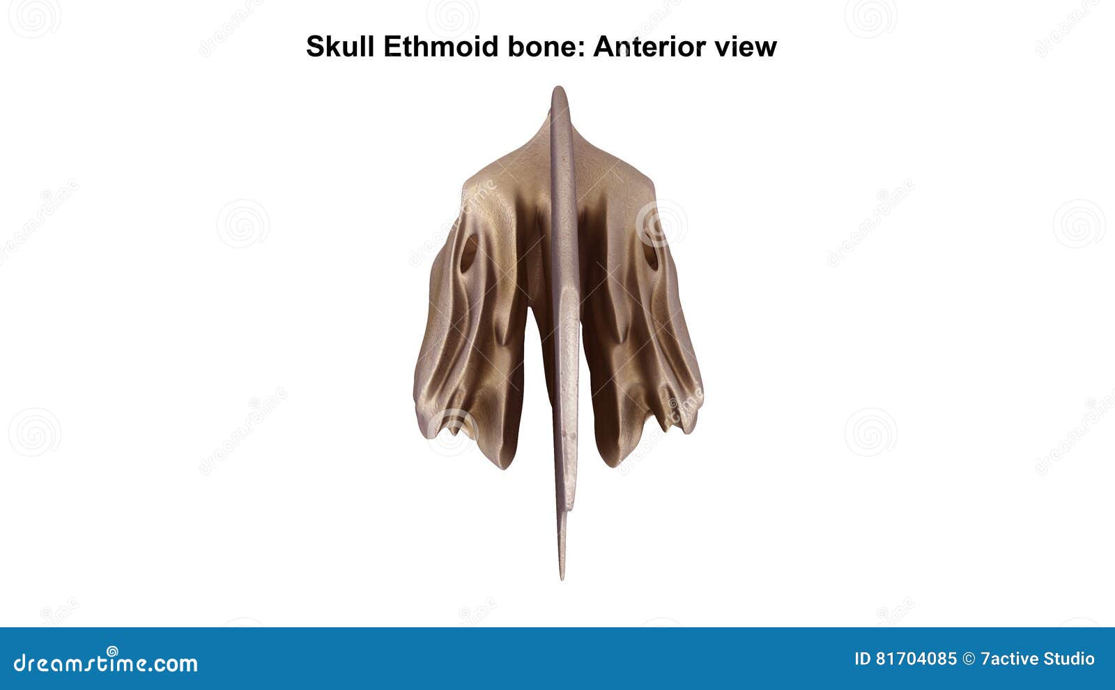 Vue Antérieure D'os Ethmoïde Illustration Stock - Illustration du fond ...
