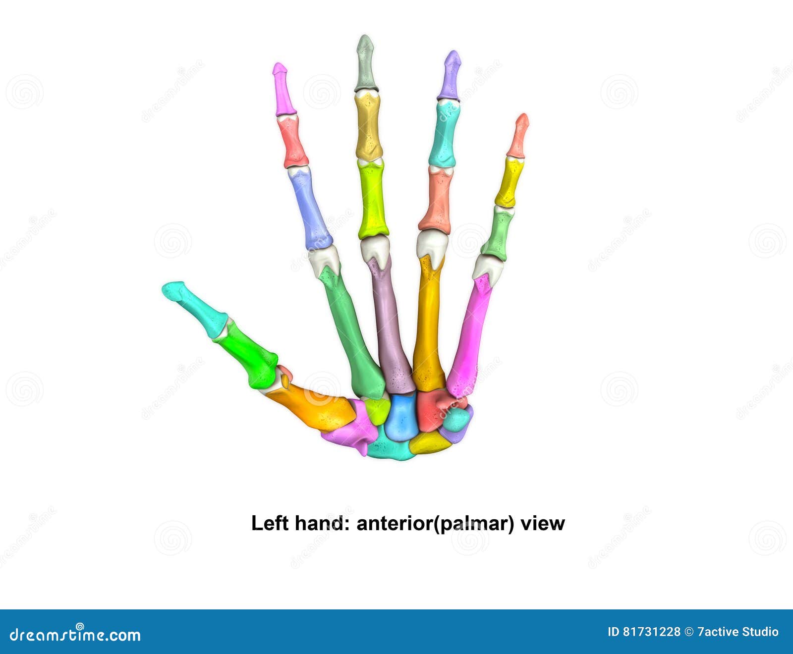 Vue Antérieure De Palmer De Main Gauche Photo stock - Image du phalange ...