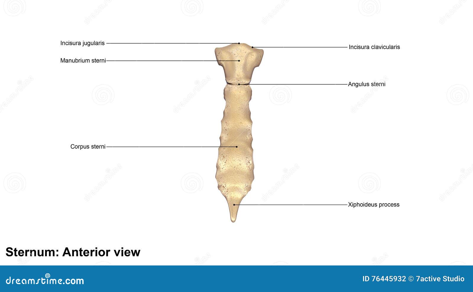 Vue antérieure de sternum illustration stock. Illustration du cage ...