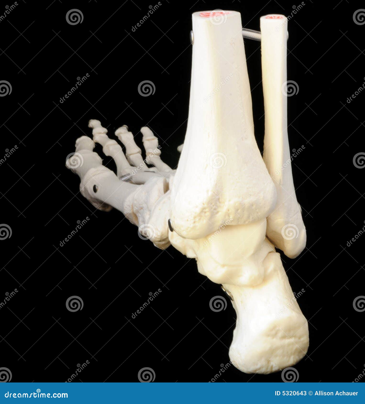 Vue Arrière De Squelette De Pied Image stock - Image du modèle ...