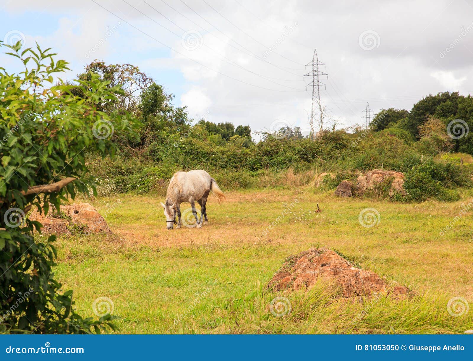 Vue de cheval photo stock. Image du cheval, rustique - 81053050
