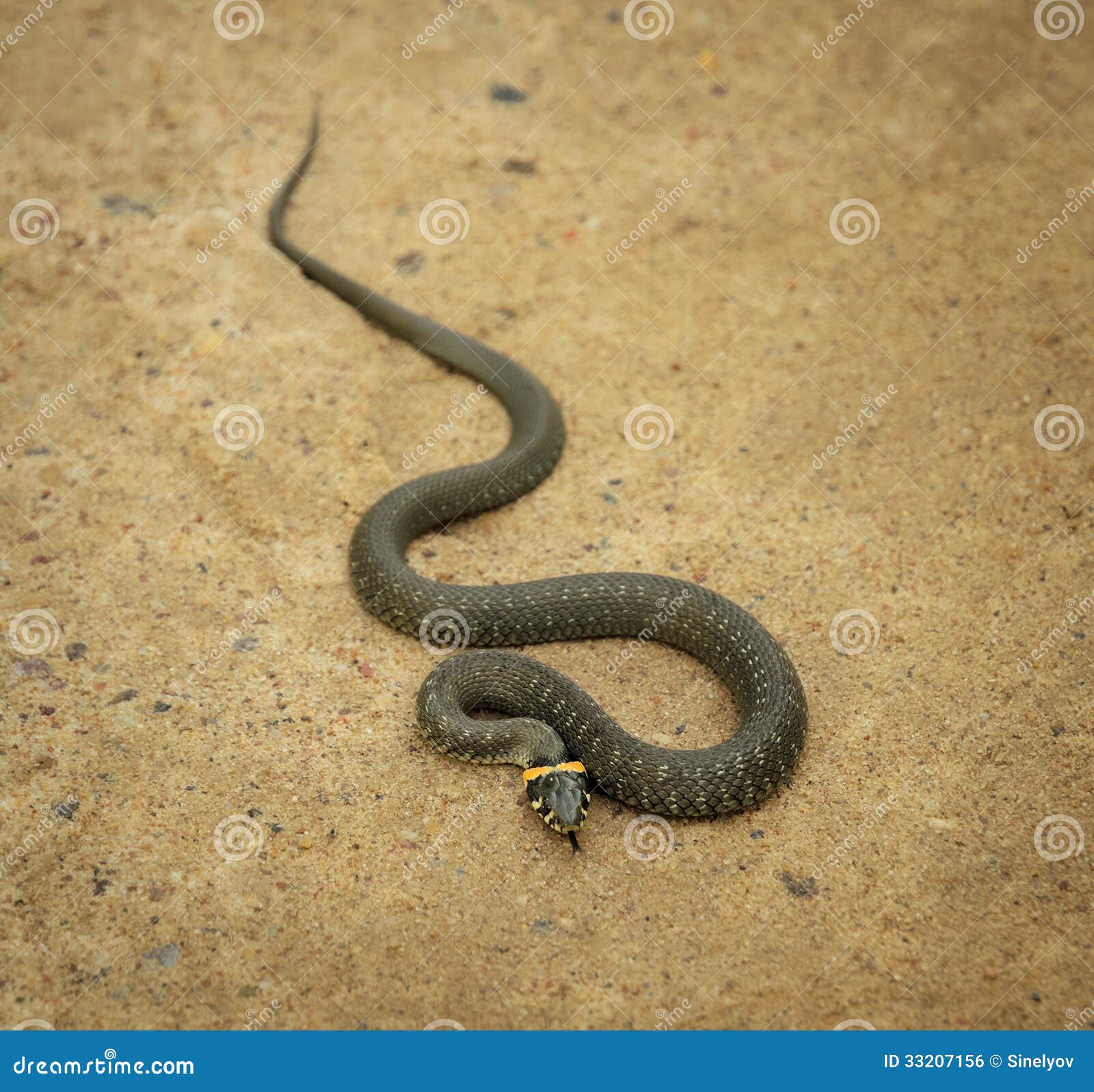 Vue De Ci-dessus Au Serpent D'herbe Photo stock - Image du serpent ...